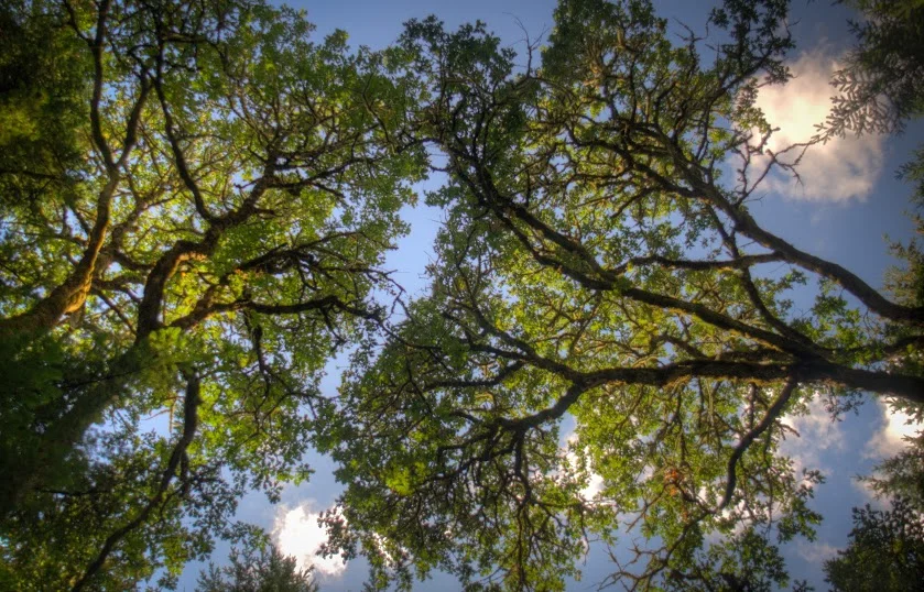 Zena Forest Products | Salem, OR