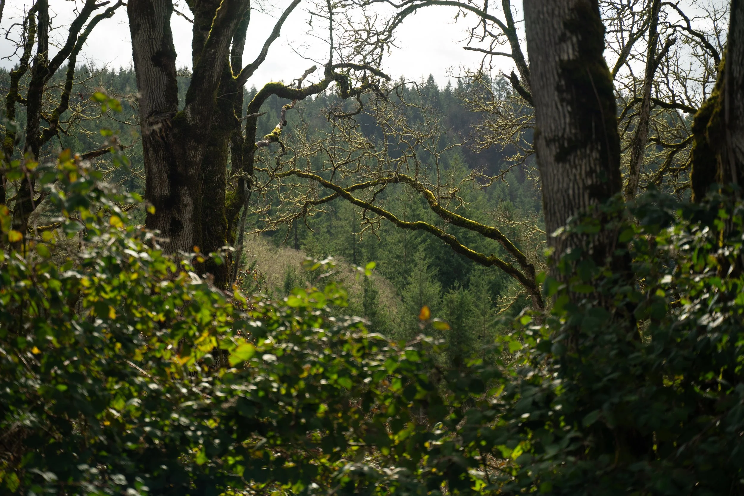 Zena Forest Products | Salem, OR