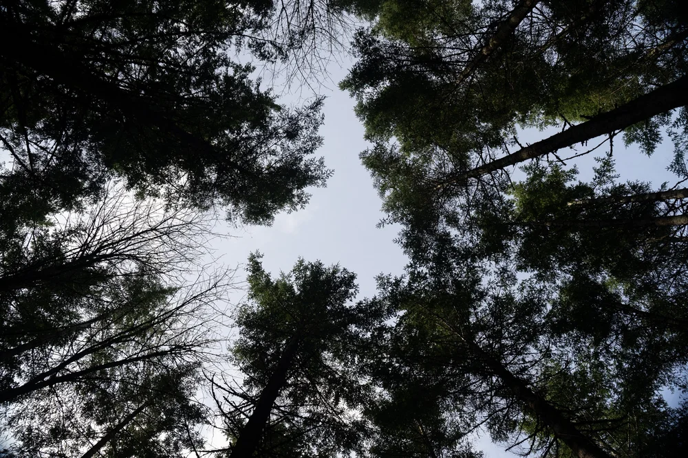 Our Story — Zena Forest Products | Salem, OR