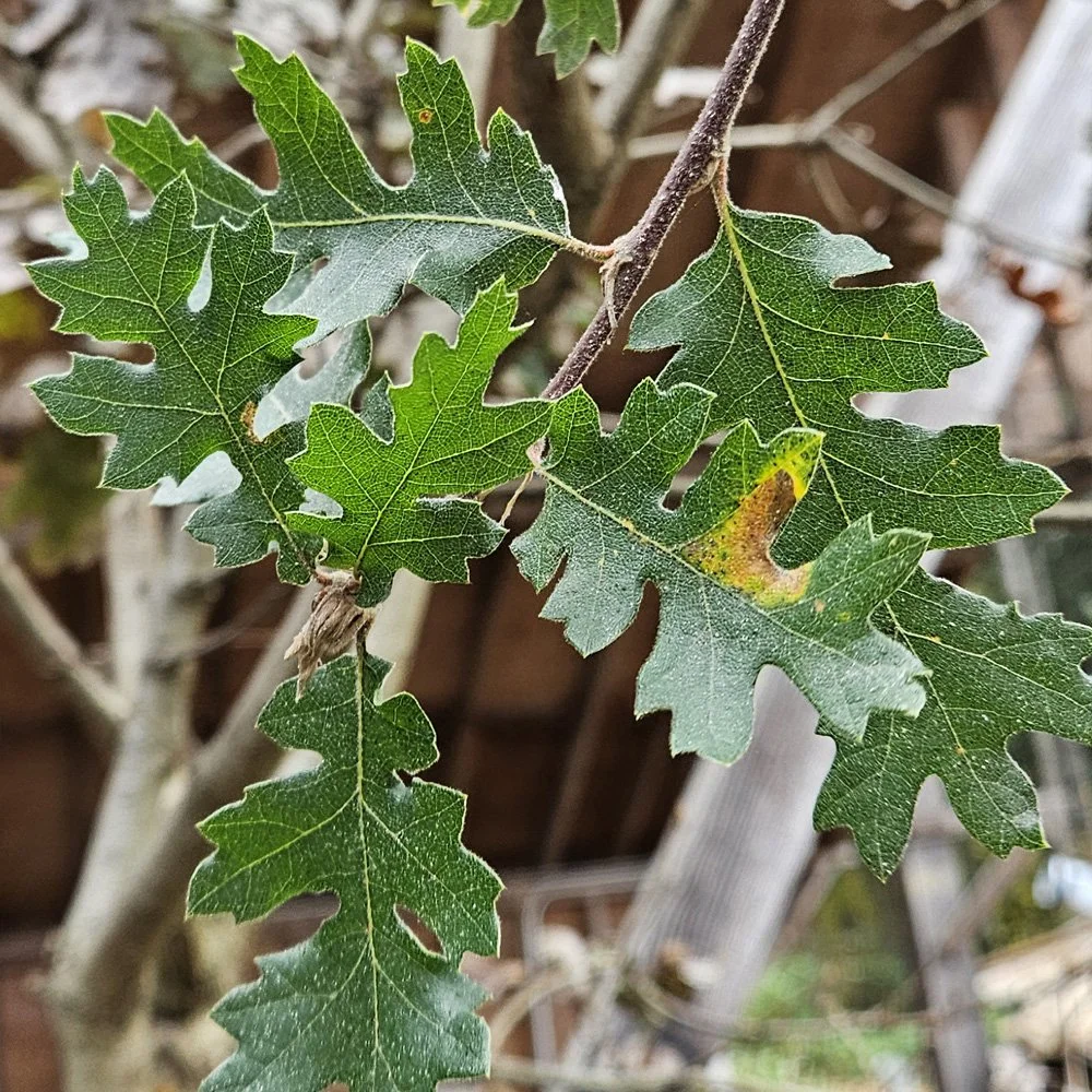 Oregon White Oak — Zena Forest Products | Salem, OR
