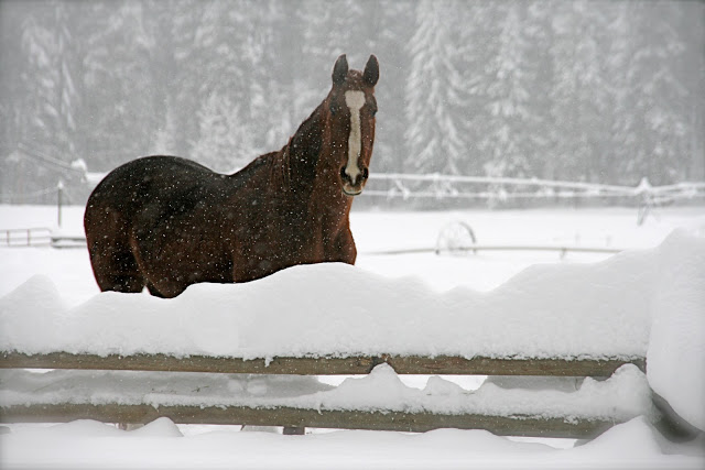 Snowy days — Finding the Extraordinary in the Ordinary