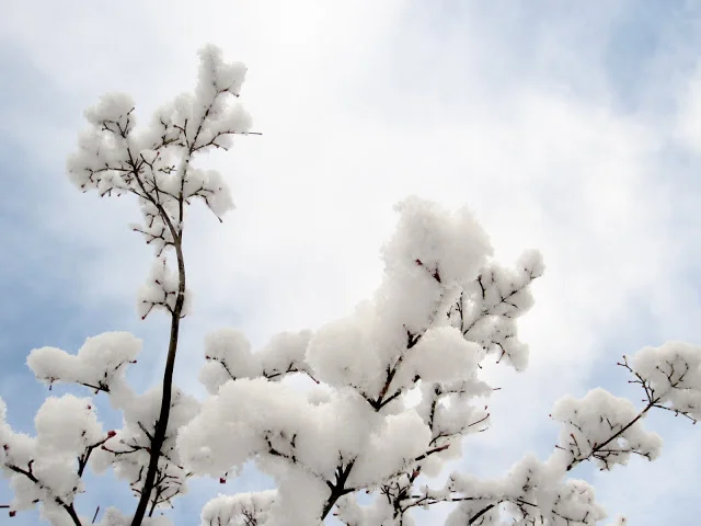 First snowfall — Finding the Extraordinary in the Ordinary