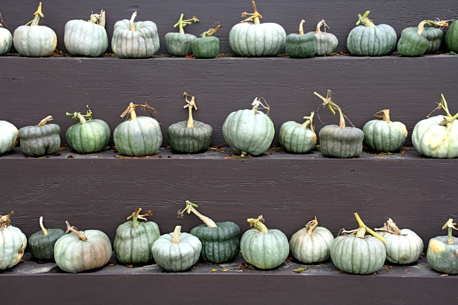 Gordon Skagit Farm in Mount Vernon — Finding the Extraordinary in the ...