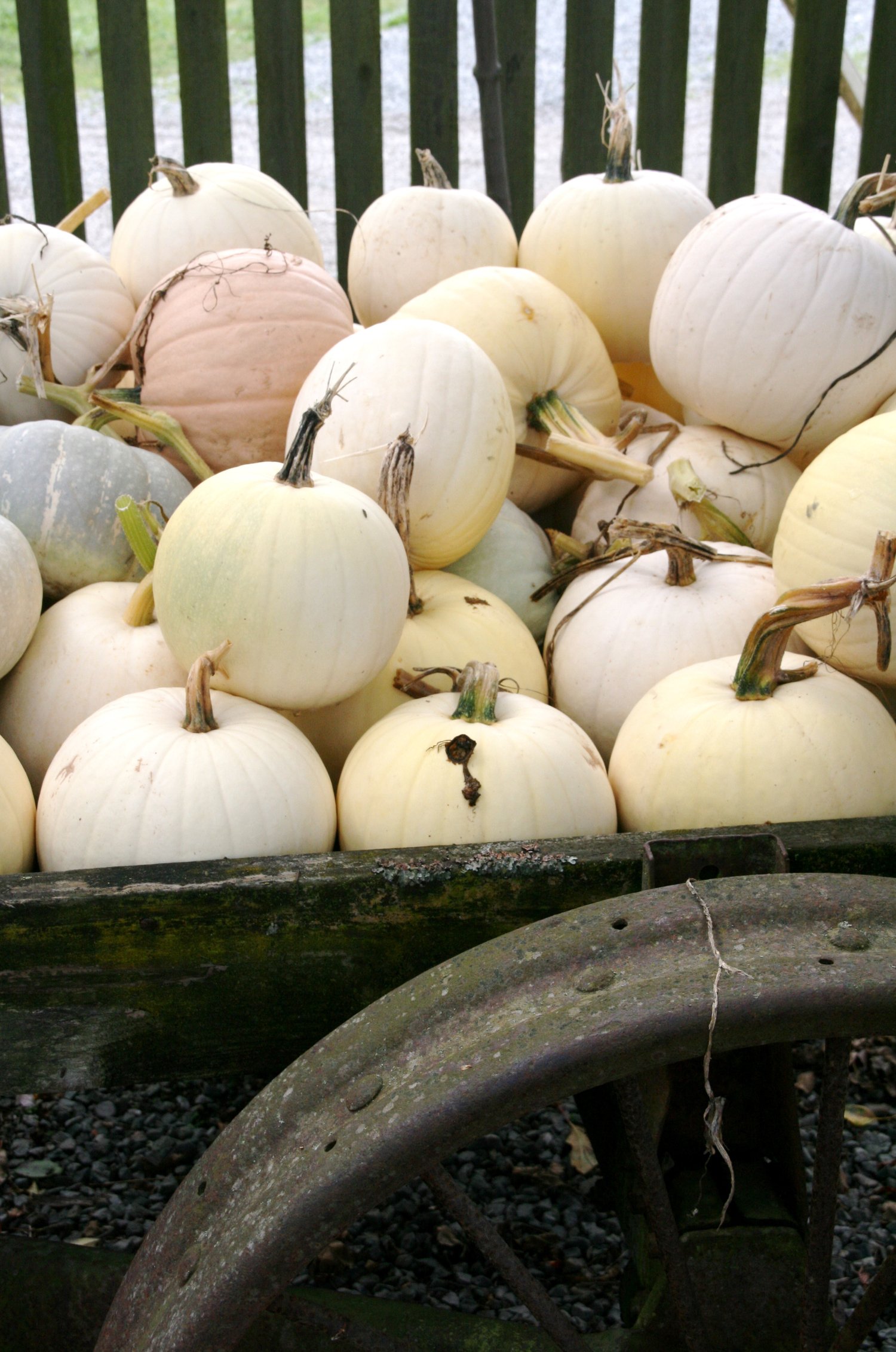 Gordon Skagit Farm in Mount Vernon — Finding the Extraordinary in the ...