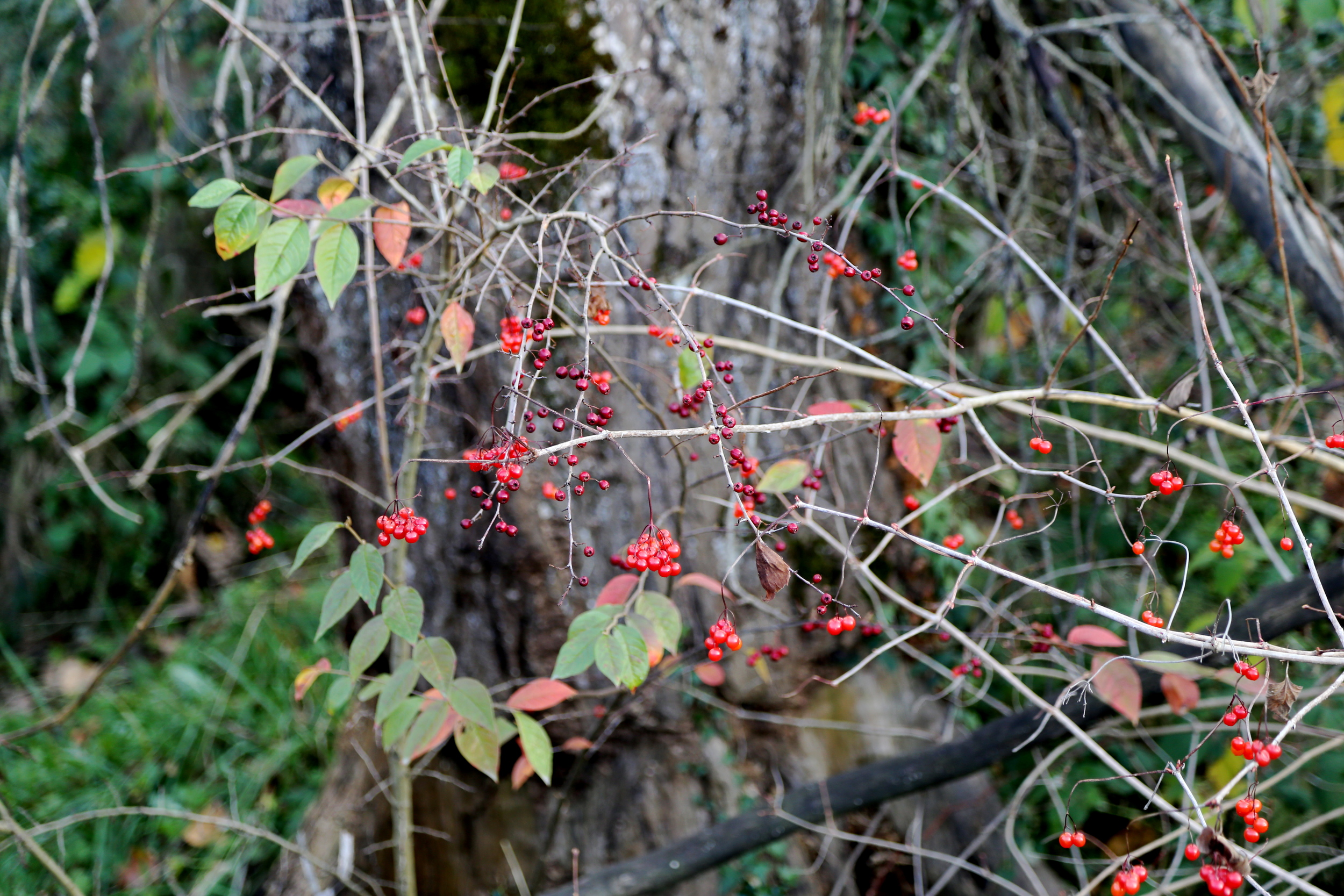 merrily, merrily, merrily…...life is but a dream — Finding the ...