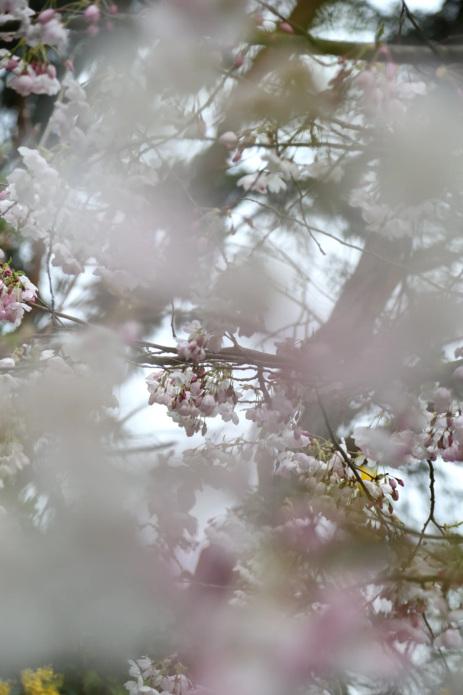 Capturing fleeting moments — Finding the Extraordinary in the Ordinary