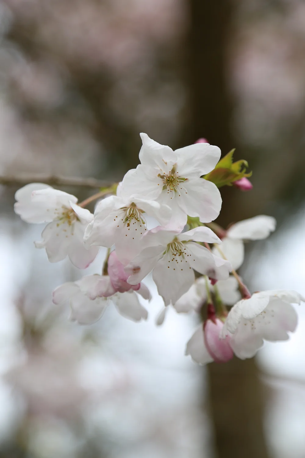 Capturing fleeting moments — Finding the Extraordinary in the Ordinary