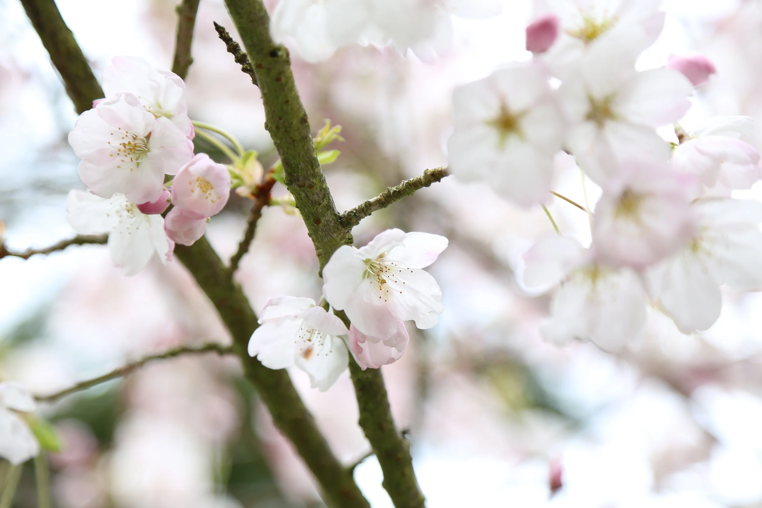 Capturing fleeting moments — Finding the Extraordinary in the Ordinary