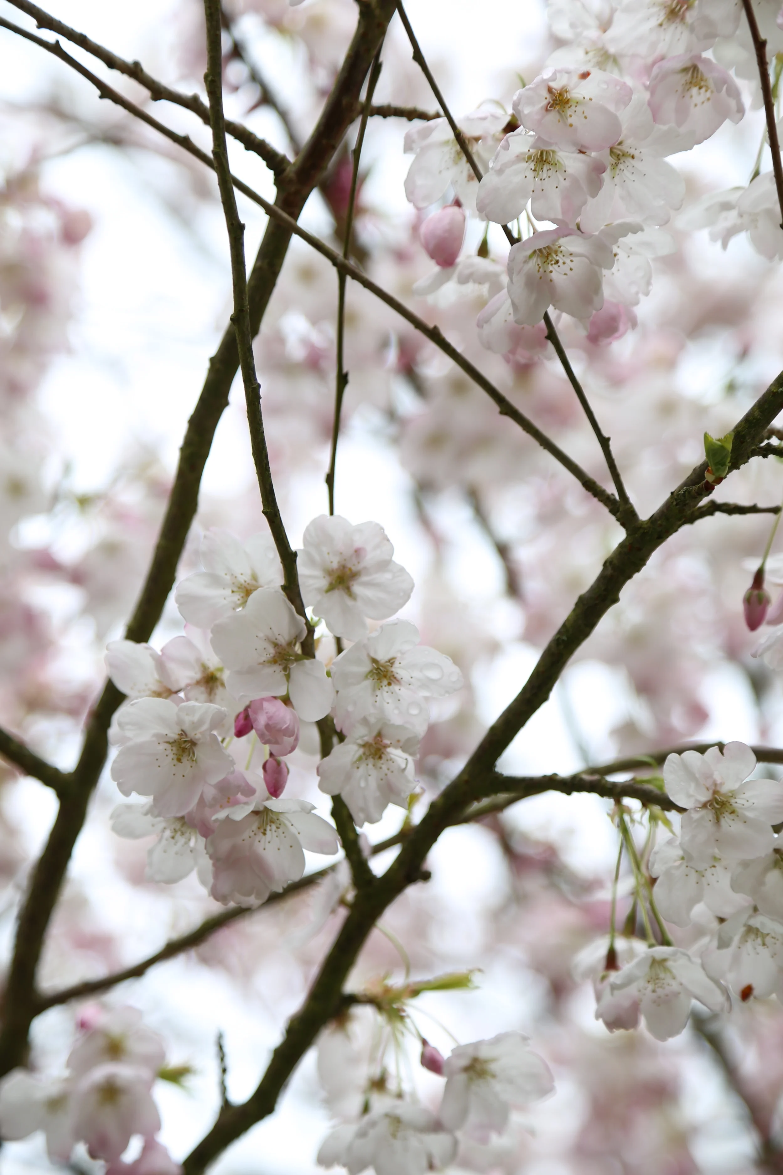 Capturing fleeting moments — Finding the Extraordinary in the Ordinary