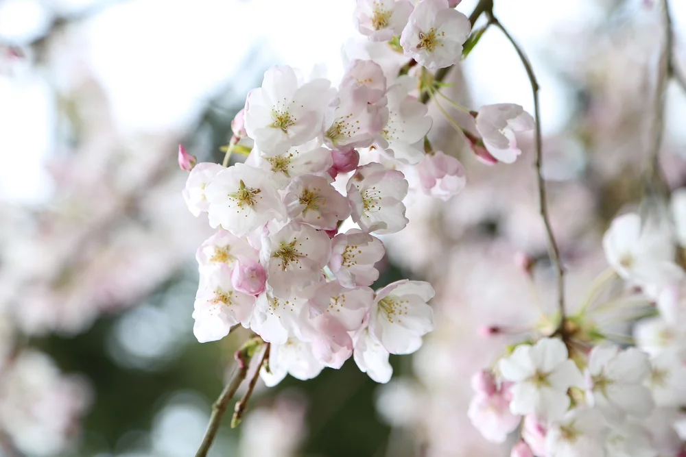 Capturing fleeting moments — Finding the Extraordinary in the Ordinary