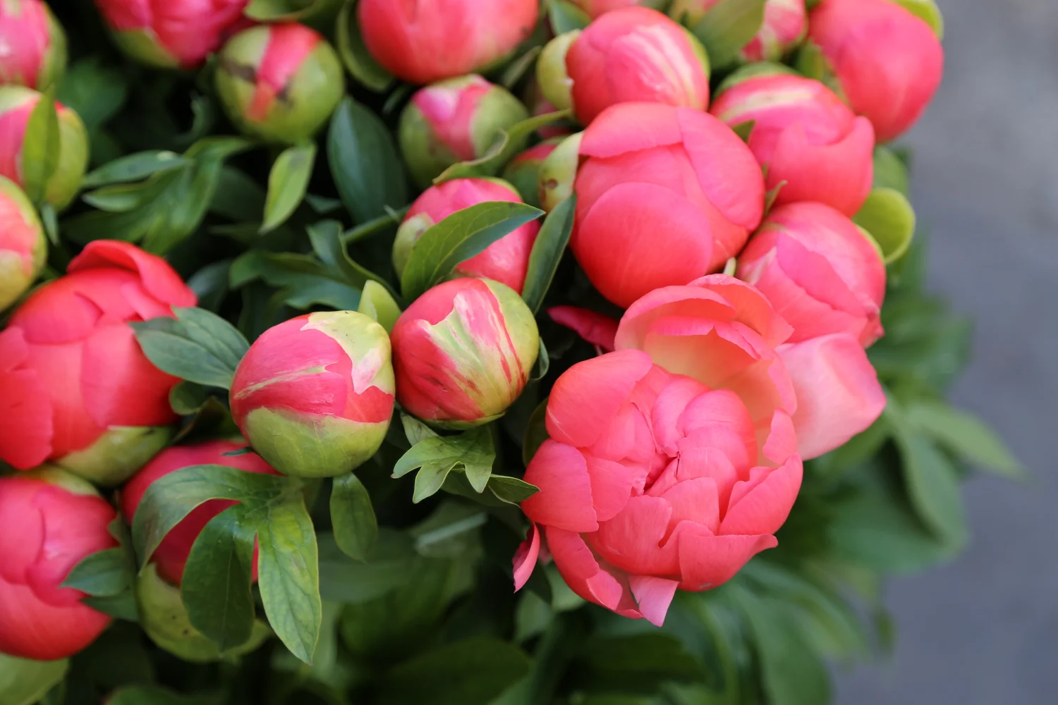 Paris in the Springtime — Finding the Extraordinary in the Ordinary