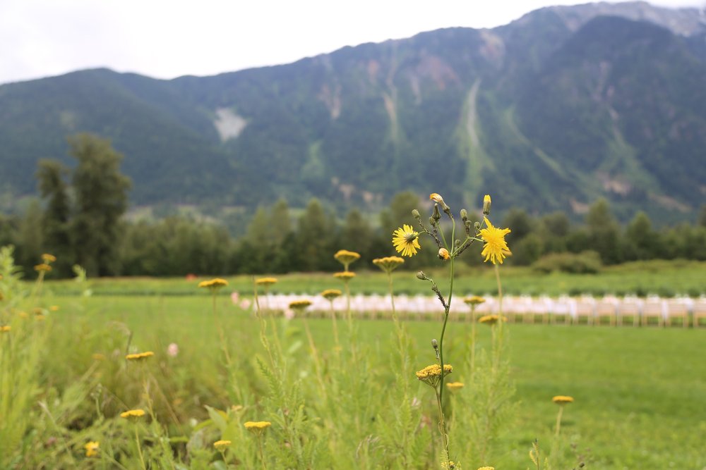 Outstanding in the Field at North Arm Farm — Finding the Extraordinary ...