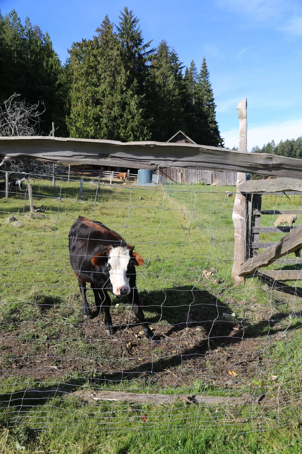 Savor the San Juans: Orcas Island Farm Tour — Finding the Extraordinary ...