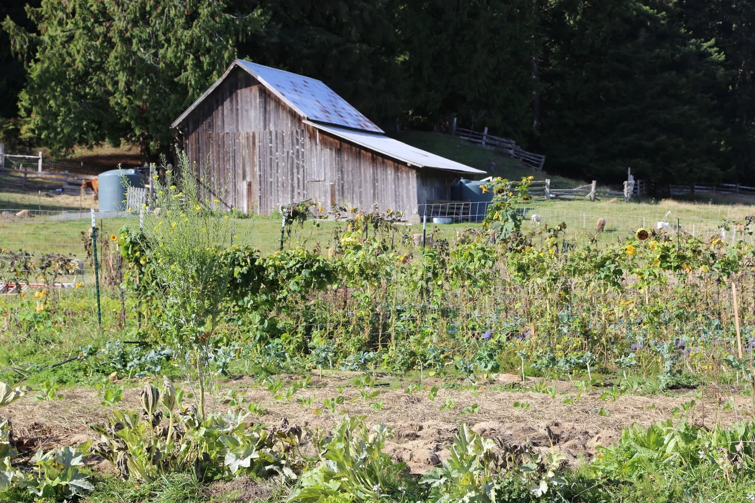 Savor the San Juans: Orcas Island Farm Tour — Finding the Extraordinary ...