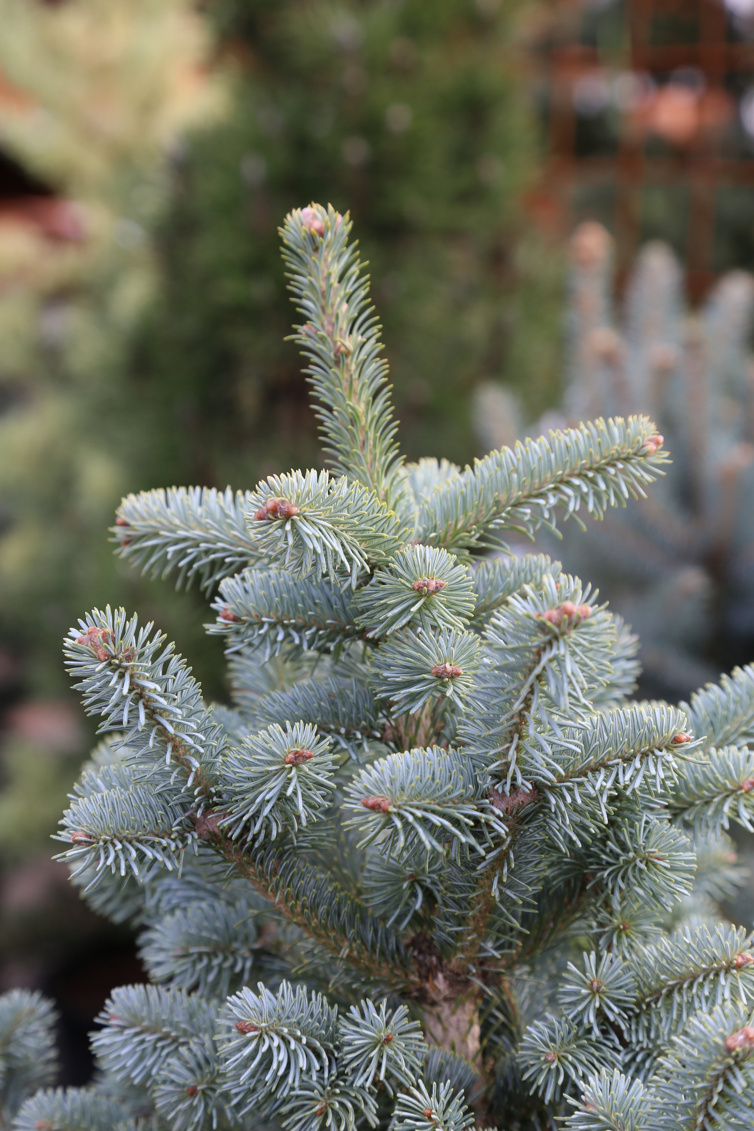 Trimming a tree — Finding the Extraordinary in the Ordinary