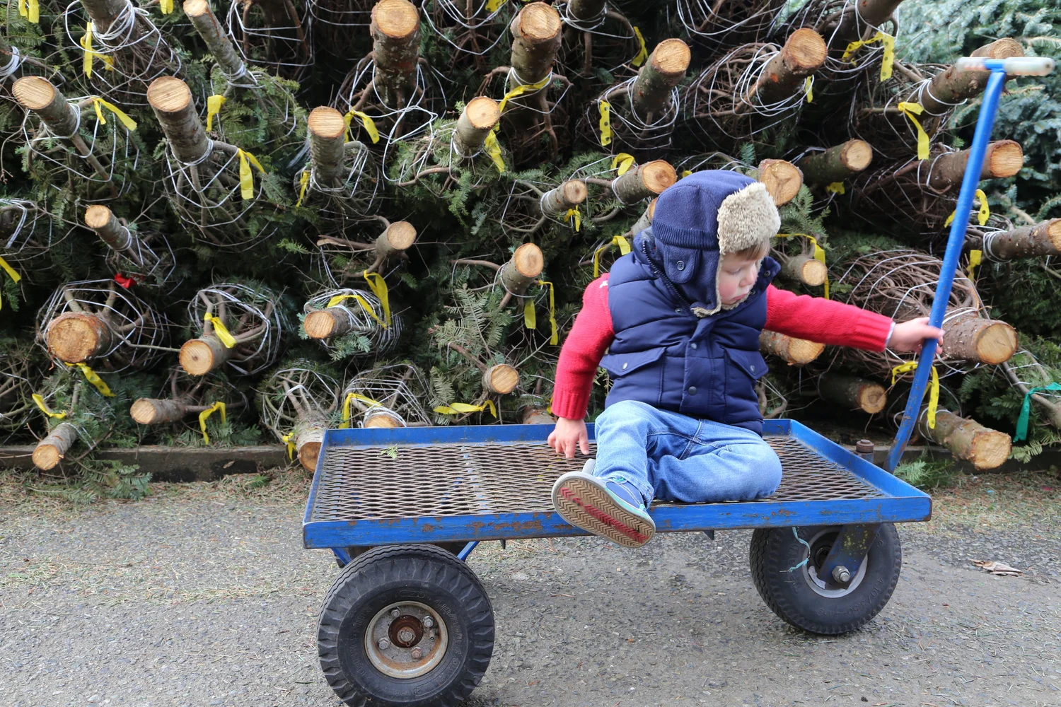 Trimming a tree — Finding the Extraordinary in the Ordinary