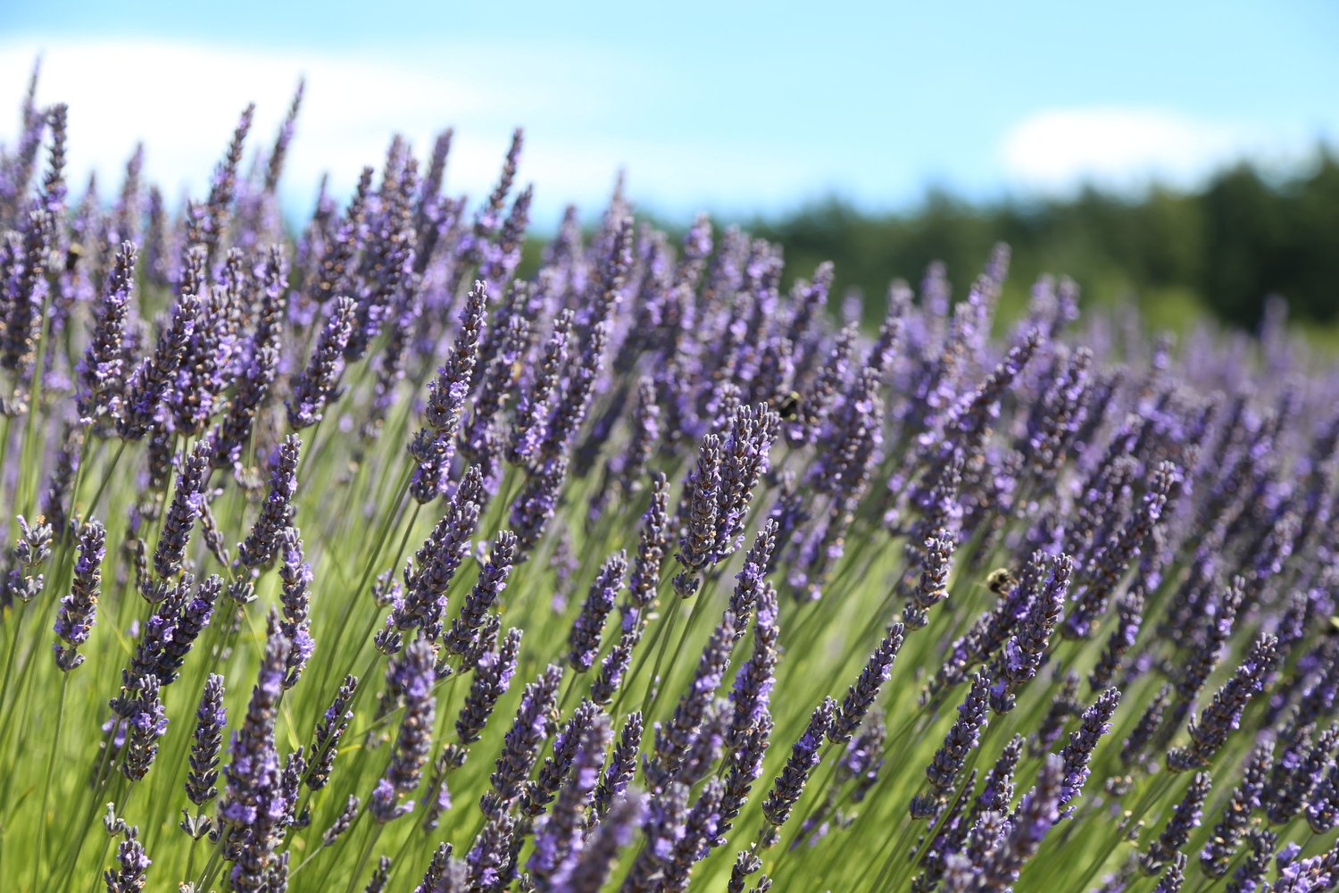 Pelindaba Lavender from plant to product — Finding the Extraordinary in ...