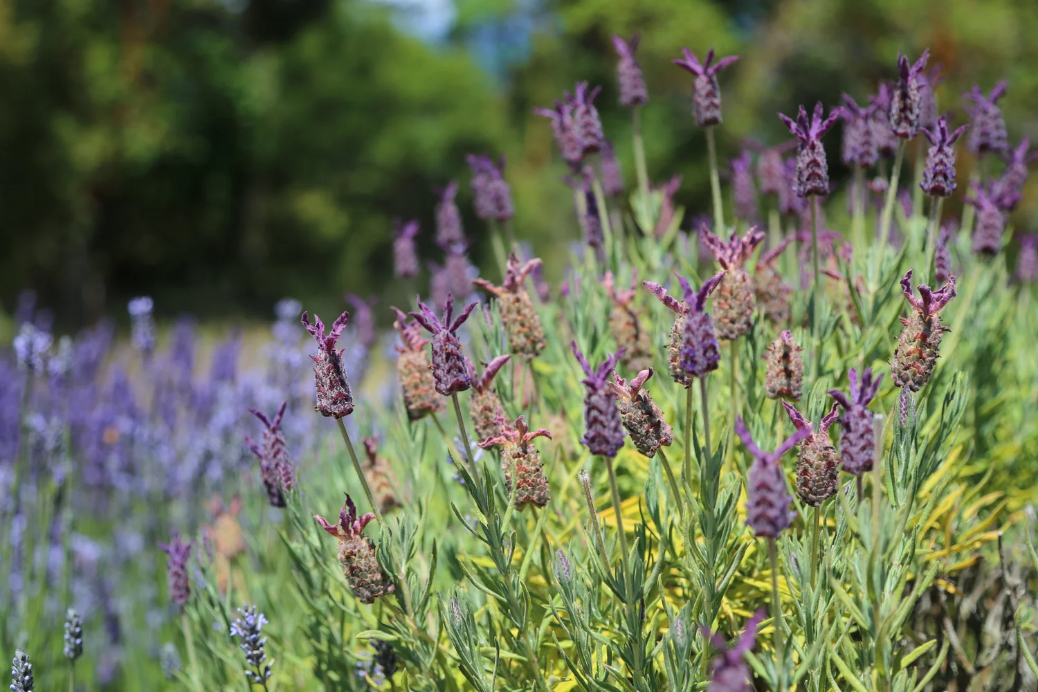 Pelindaba Lavender from plant to product — Finding the Extraordinary in ...