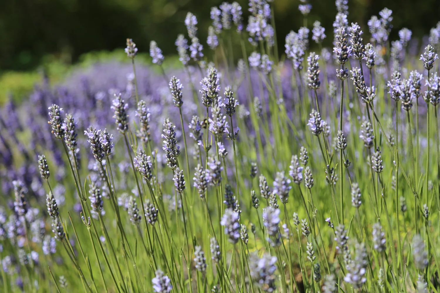 Pelindaba Lavender from plant to product — Finding the Extraordinary in ...