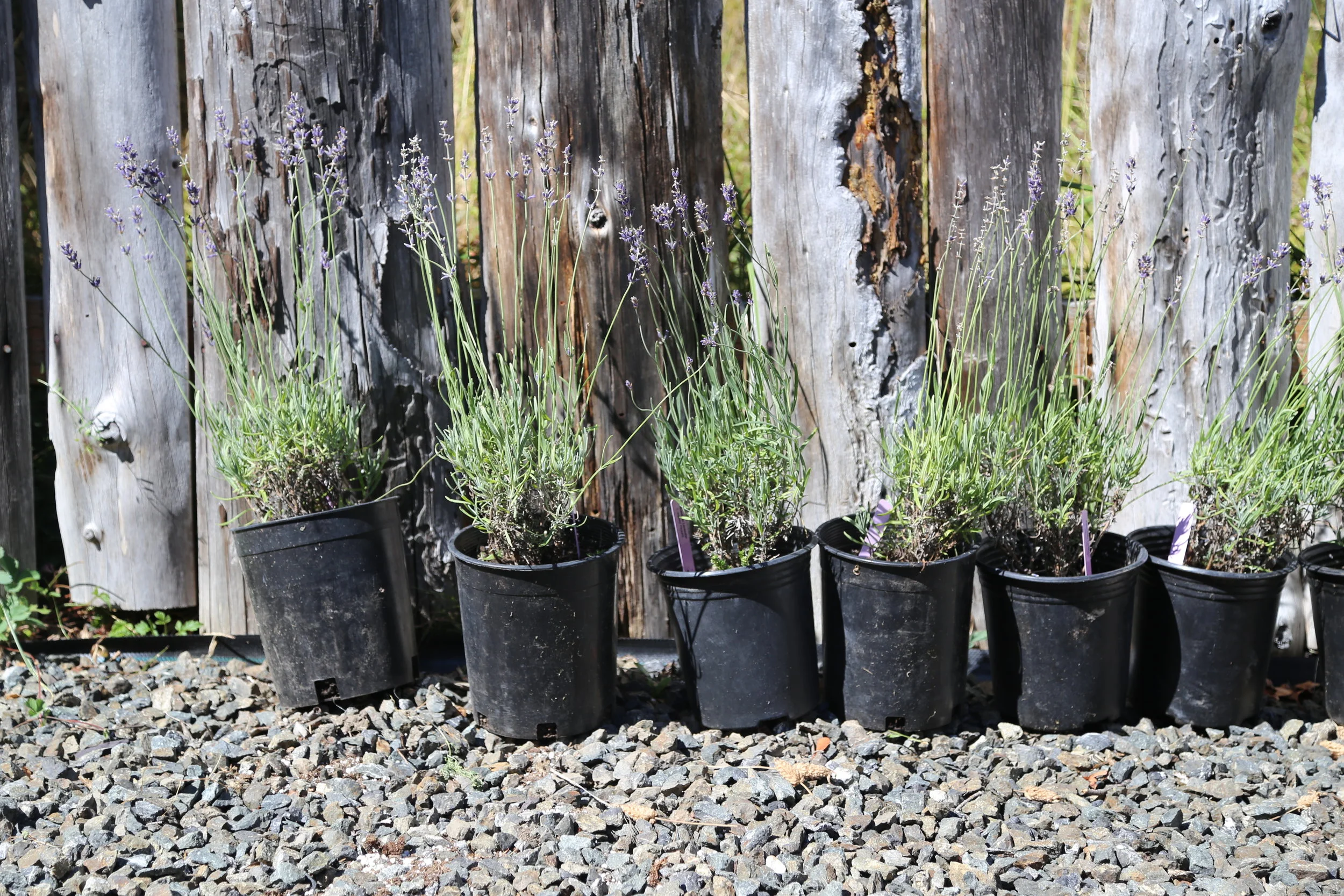 Pelindaba Lavender from plant to product — Finding the Extraordinary in ...