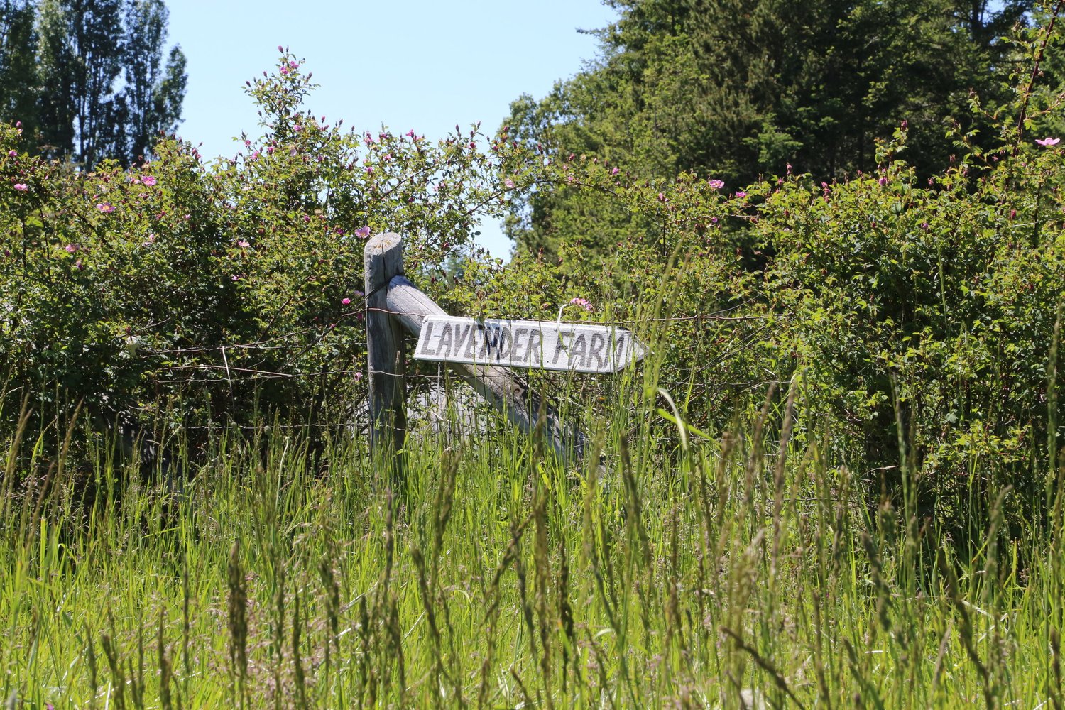 Pelindaba Lavender from plant to product — Finding the Extraordinary in ...