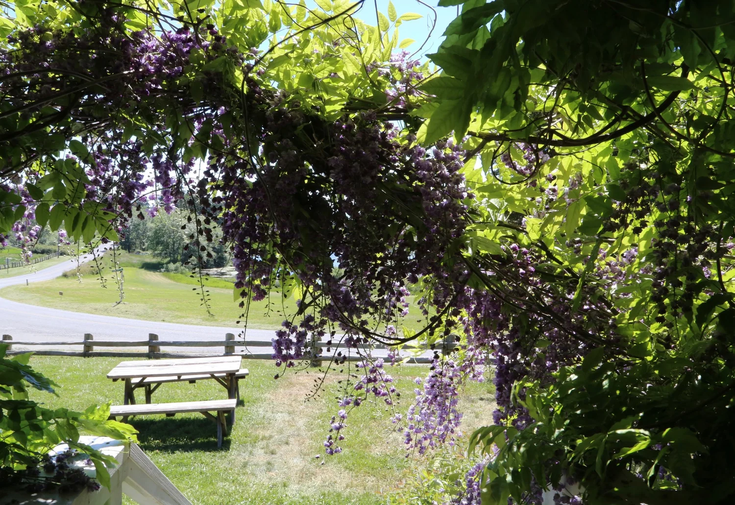 Pelindaba Lavender from plant to product — Finding the Extraordinary in ...