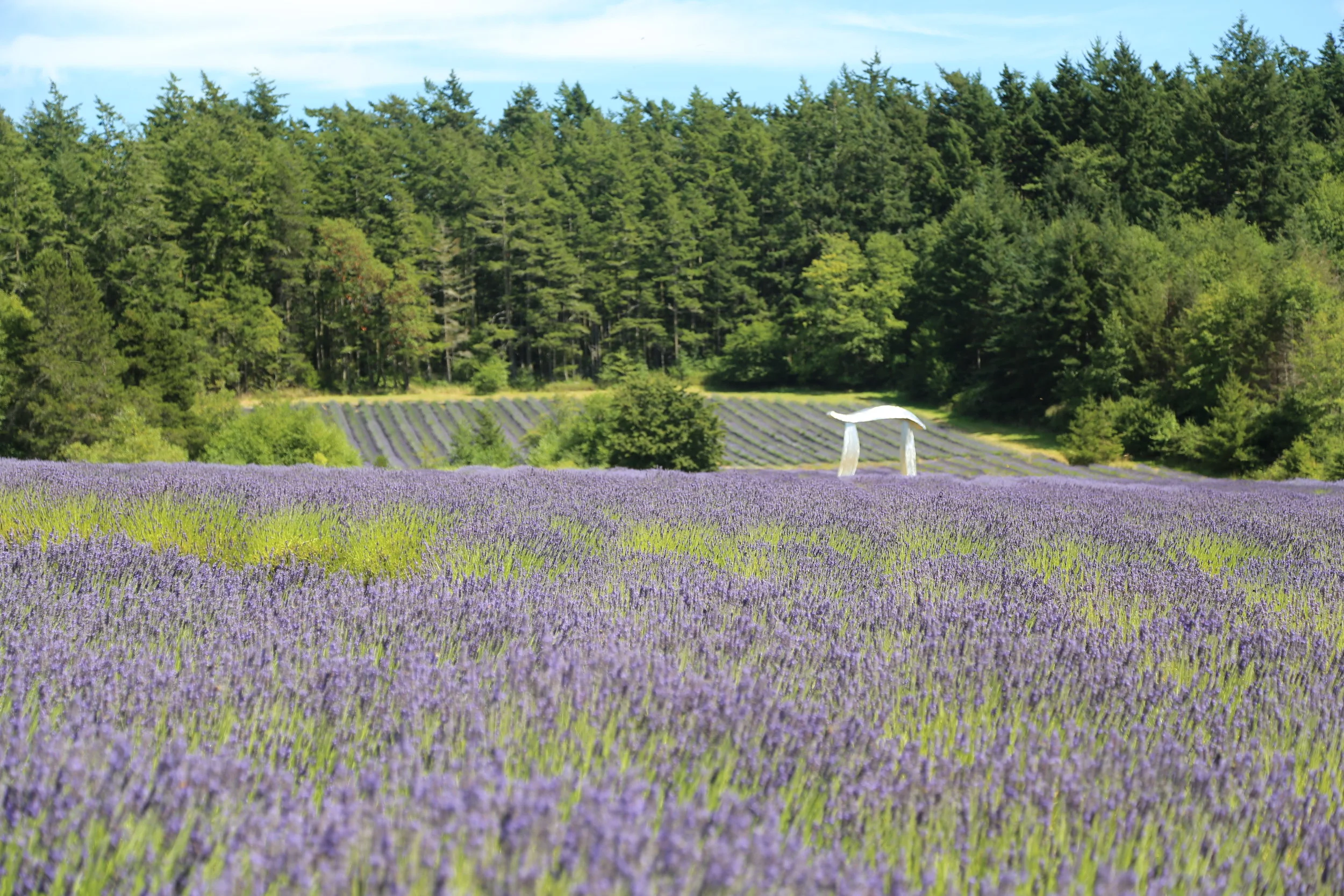 Pelindaba Lavender from plant to product — Finding the Extraordinary in ...