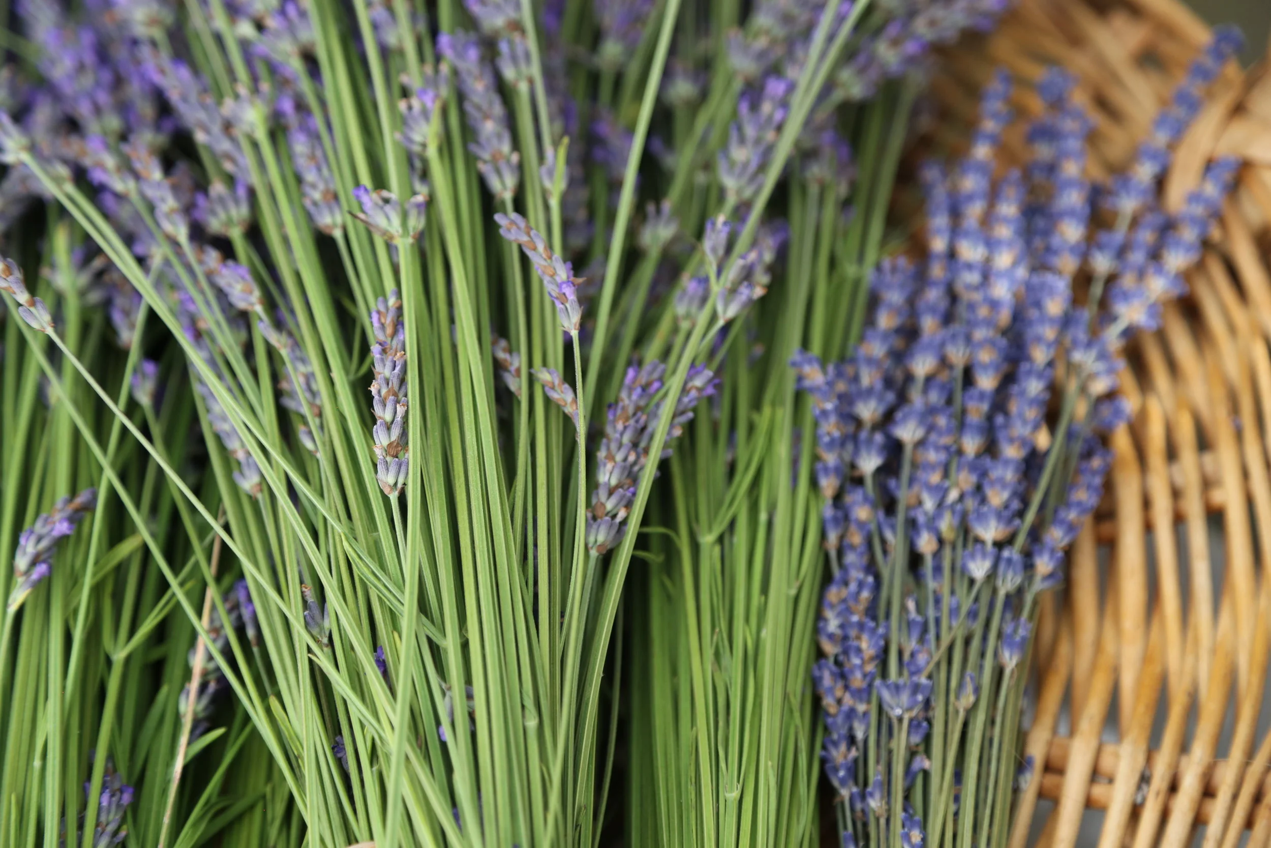 Pelindaba Lavender from plant to product — Finding the Extraordinary in ...