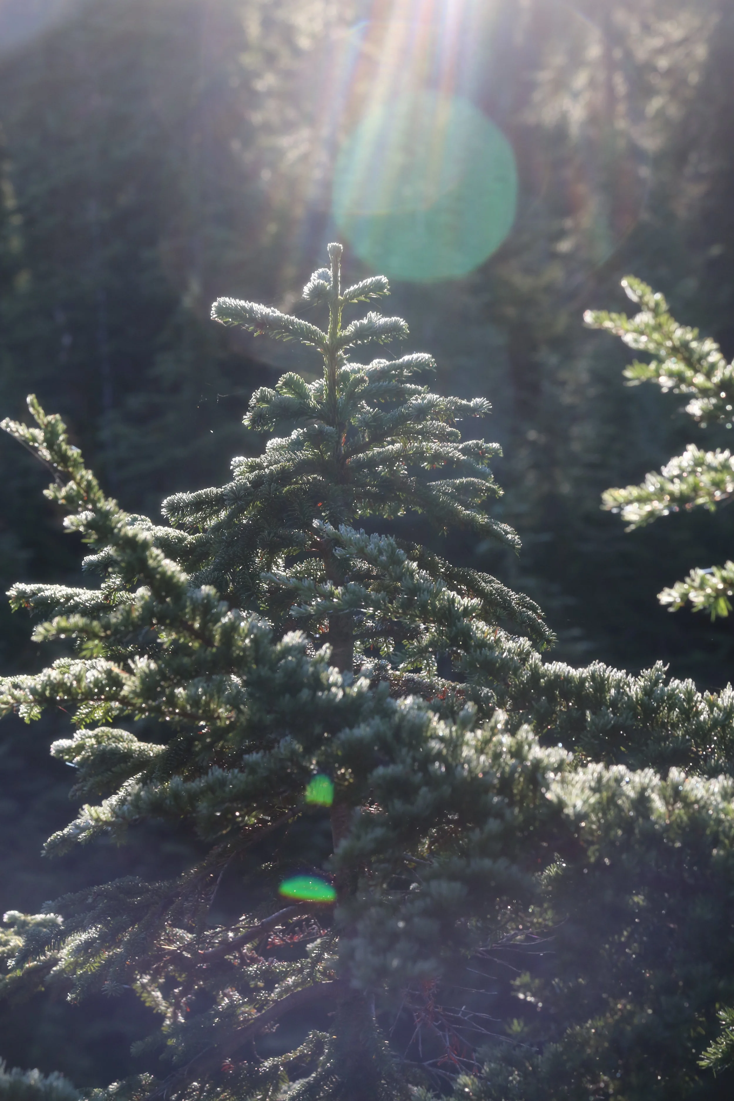 Camping at Snow Lake — Finding the Extraordinary in the Ordinary