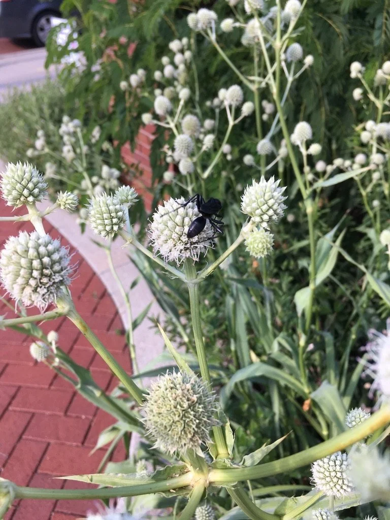 Michigan Native Plants Resources — Michigan Master Gardener Association ...