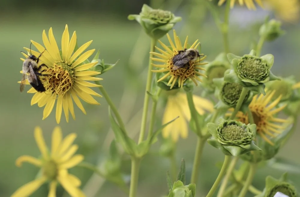 Michigan Native Plants Resources — Michigan Master Gardener Association ...