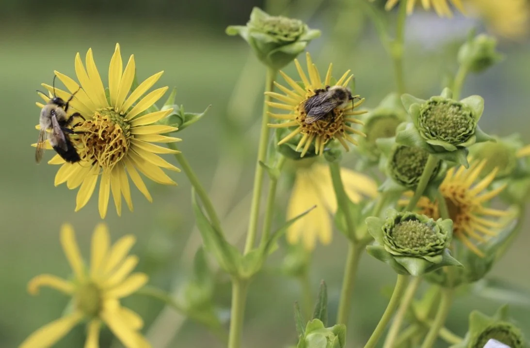 Michigan Native Plants Resources — Michigan Master Gardener Association ...