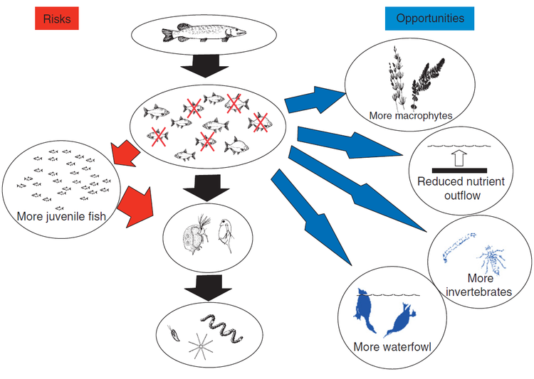Biomanipulación Para Remoción de Nitrógeno en Ecosistemas Acuáticos ...