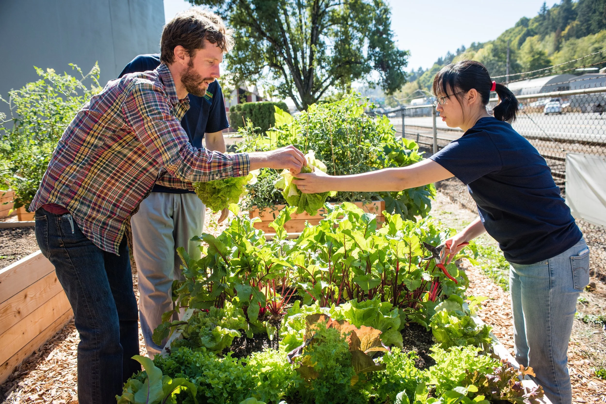 Portland Edible Gardens: Raised Garden Beds, Edible Landscaping, and ...