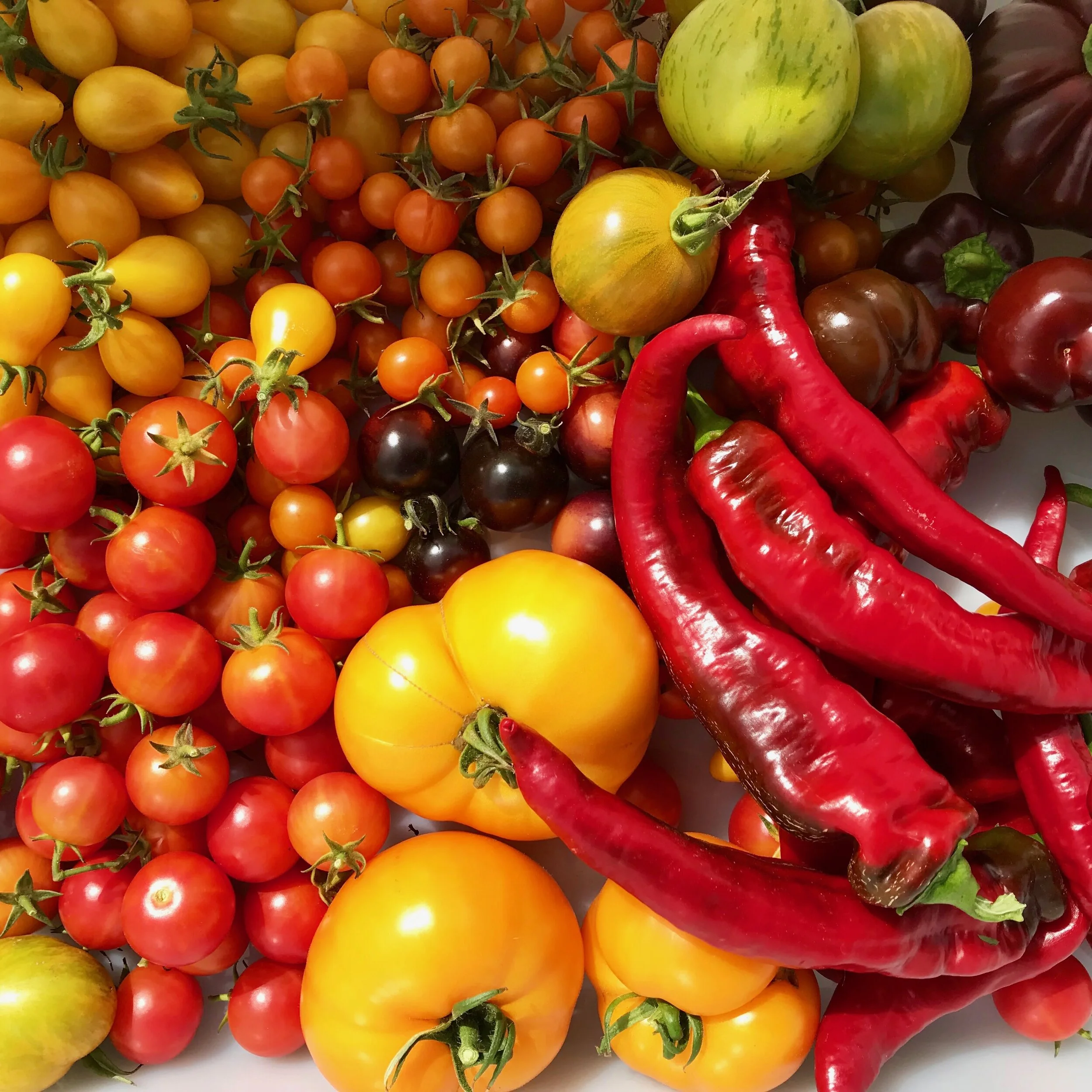 2019 PEG Photo Journal! — Portland Edible Gardens: Raised Garden Beds ...