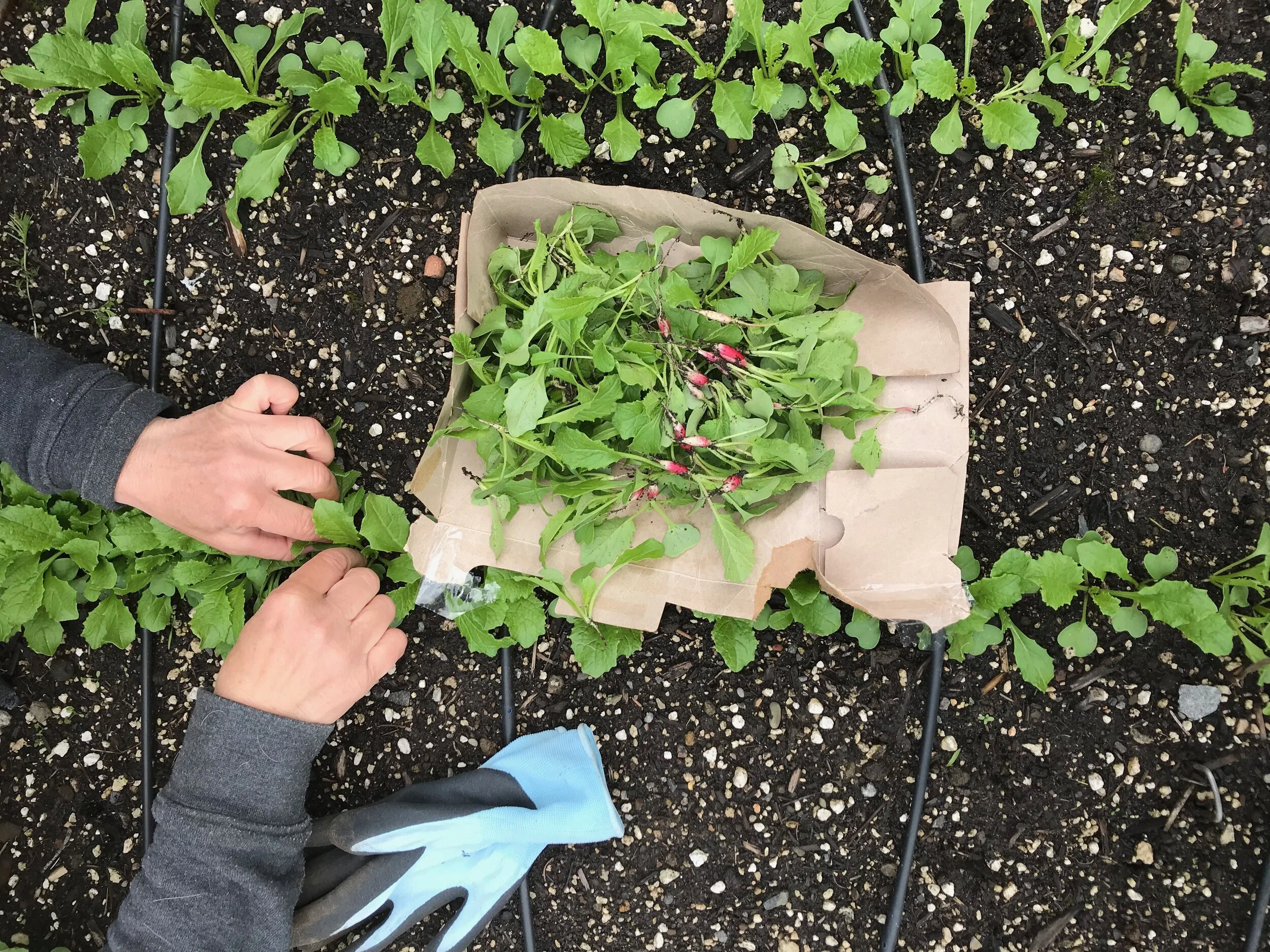 The PEG Journal — Portland Edible Gardens: Raised Garden Beds, Edible ...