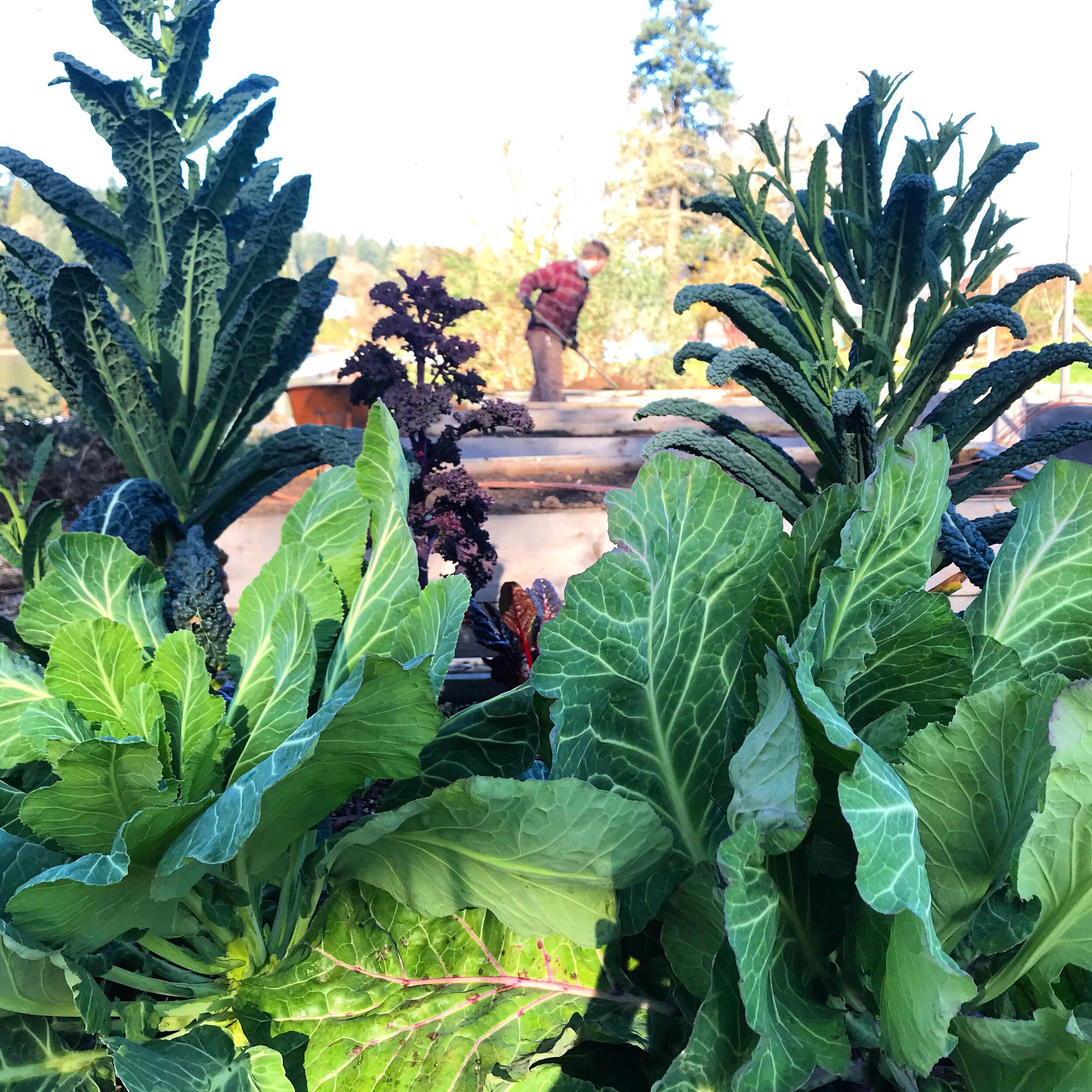 The PEG Journal — Portland Edible Gardens: Raised Garden Beds, Edible ...