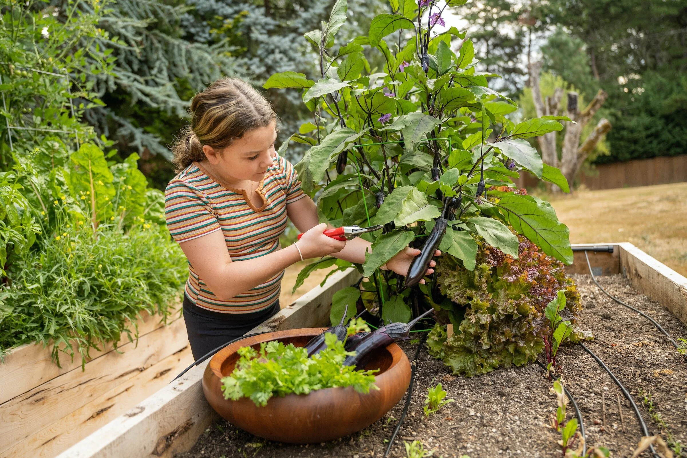 Vegetable Garden Tumblr