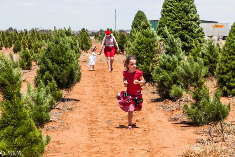 Real Christmas Trees in Melbourne – Visit the Melbourne Christmas Tree Farm
