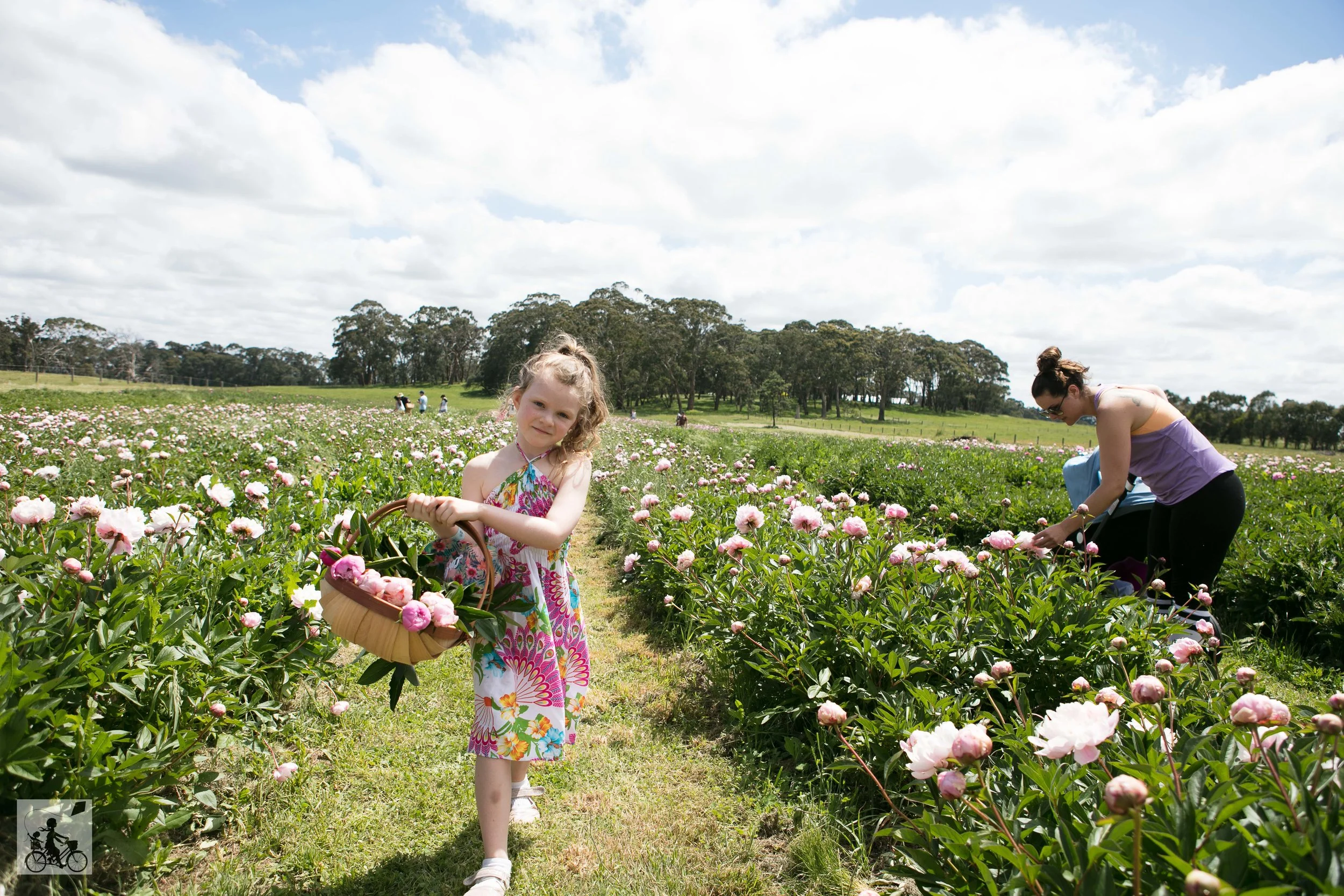 Pick Your Own Peonies, Spring Hill Peony Farm, Spring Hill - mamma ...