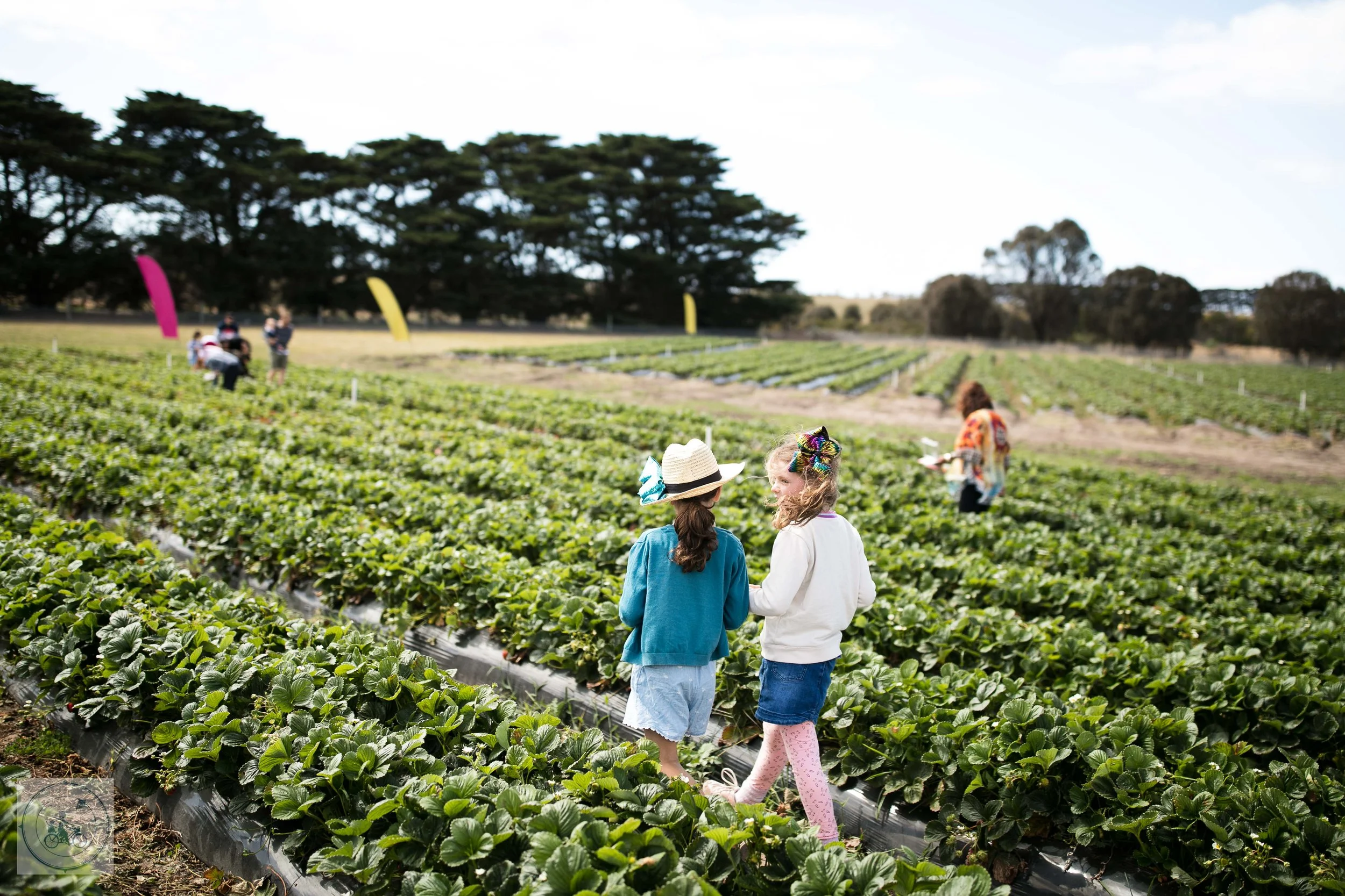 Surf Coast Strawberry Fields, Mount Duneed | Mamma Knows West