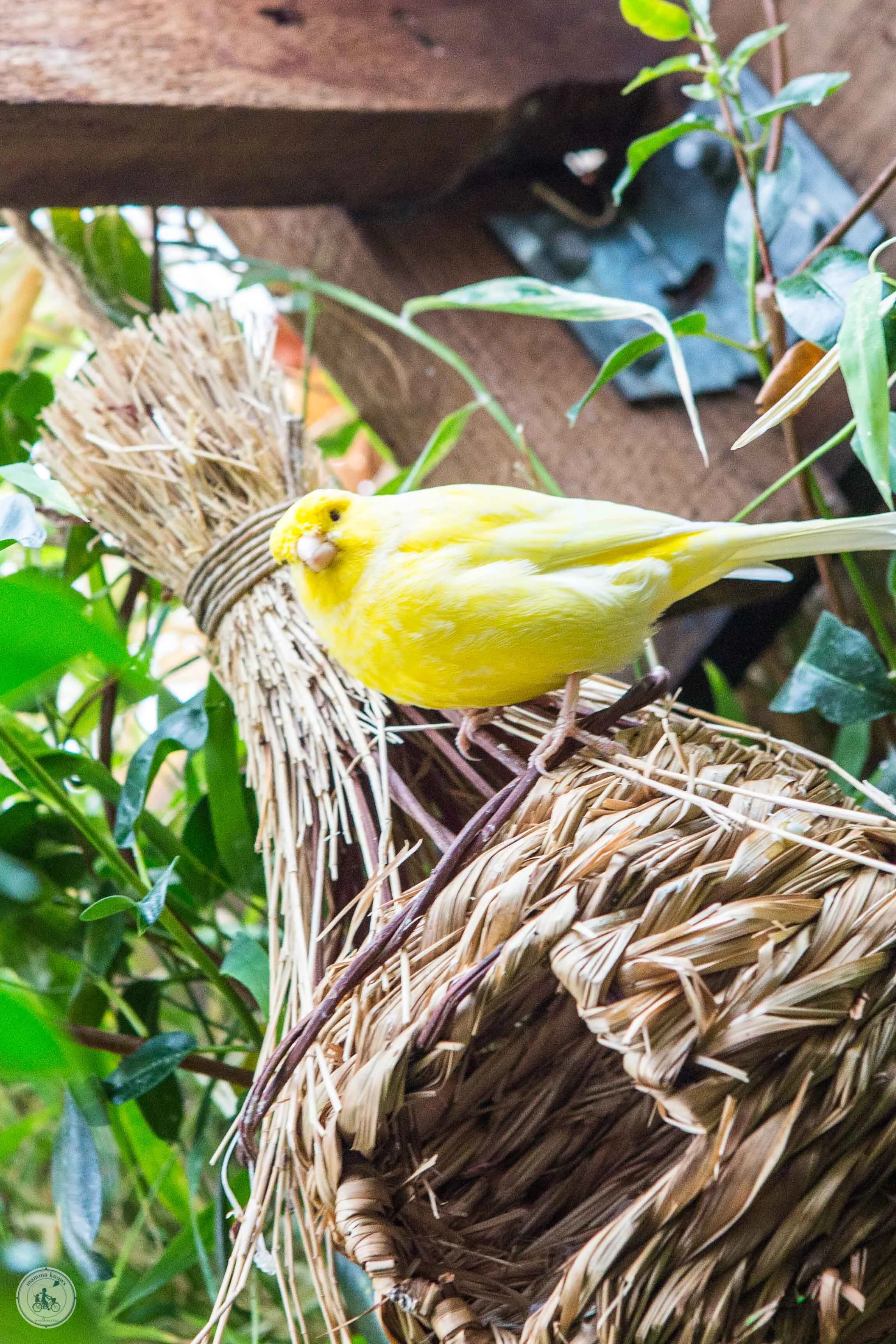 blue bamboo restaurant and cafe, braybrook