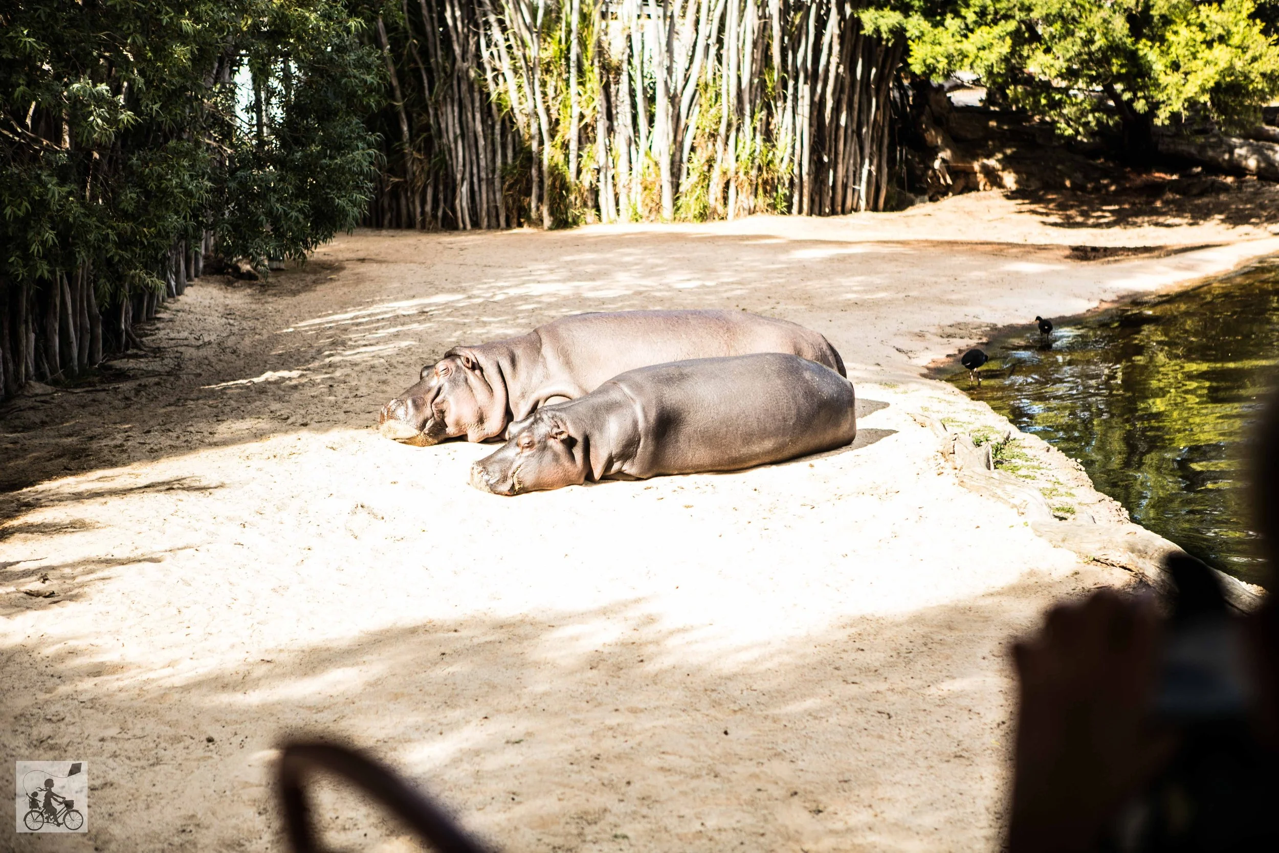 Werribee Open Range Zoo, Werribee South - mamma knows west