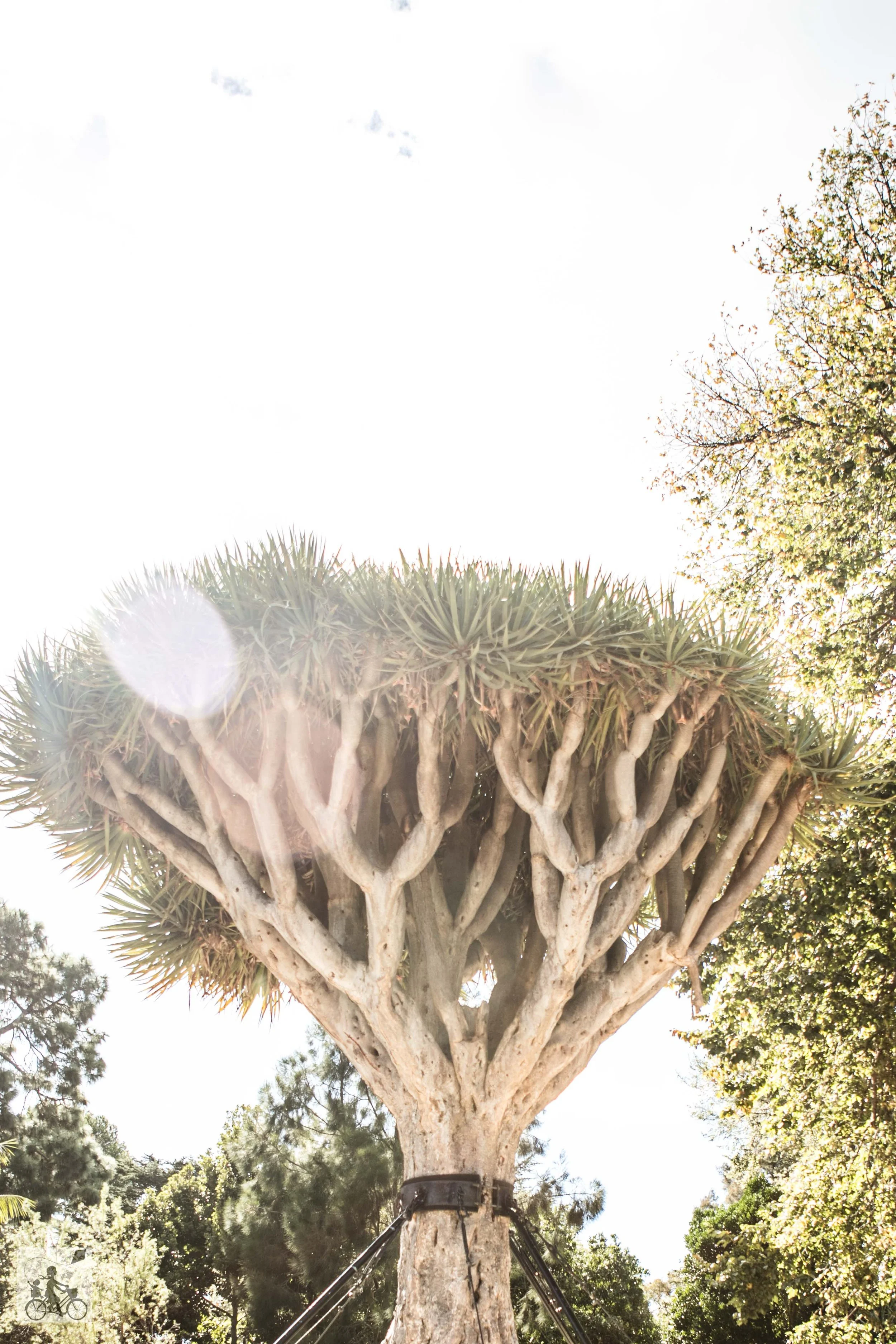 Geelong Botanic Gardens - mamma knows west