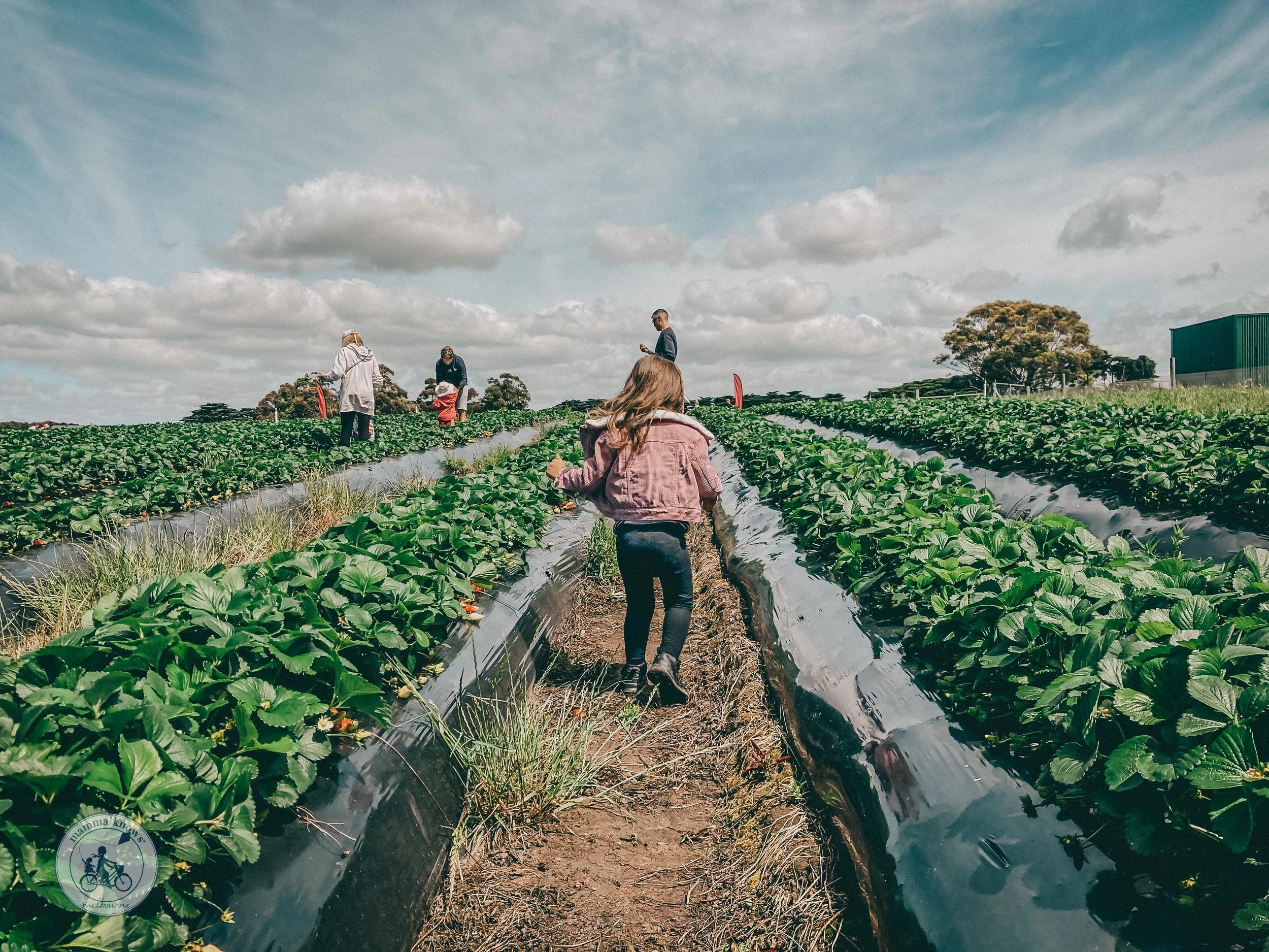 Surf Coast Strawberry Fields, Mount Duneed | Mamma Knows West