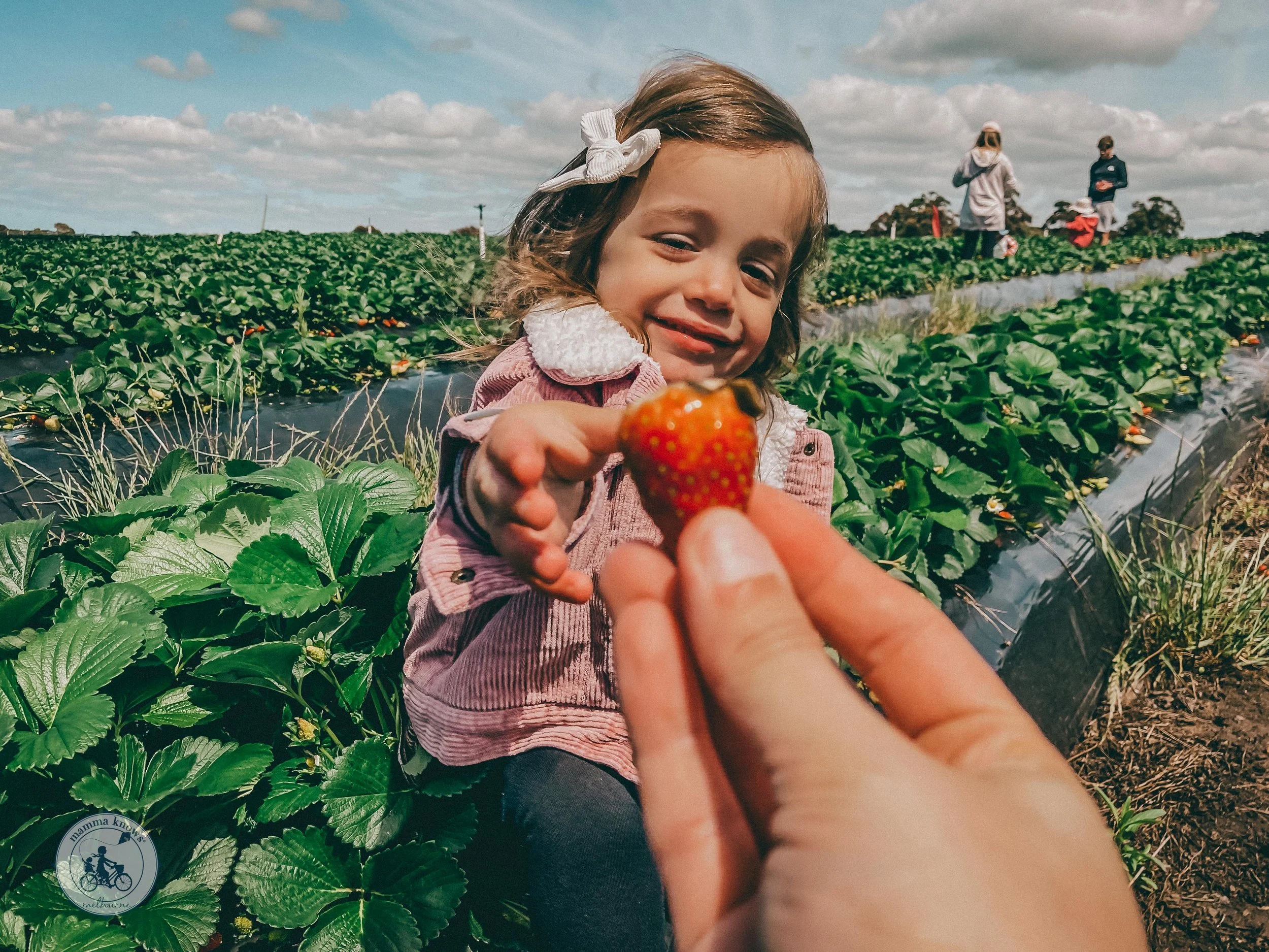 Surf Coast Strawberry Fields, Mount Duneed | Mamma Knows West