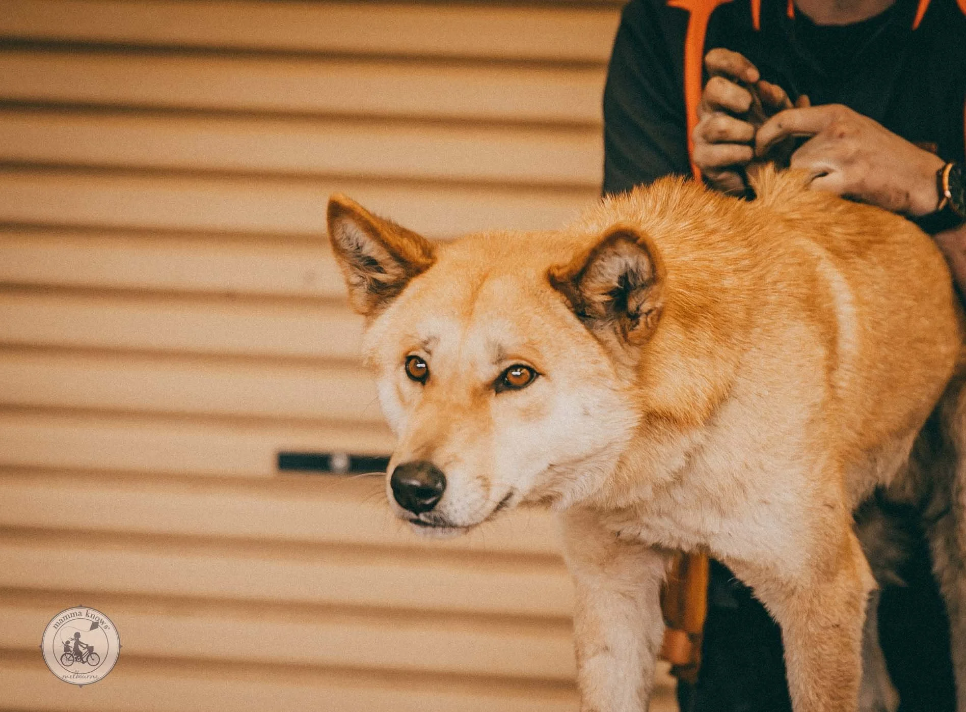 Dingo Encounters at The Dingo Discovery Sanctuary, Melton