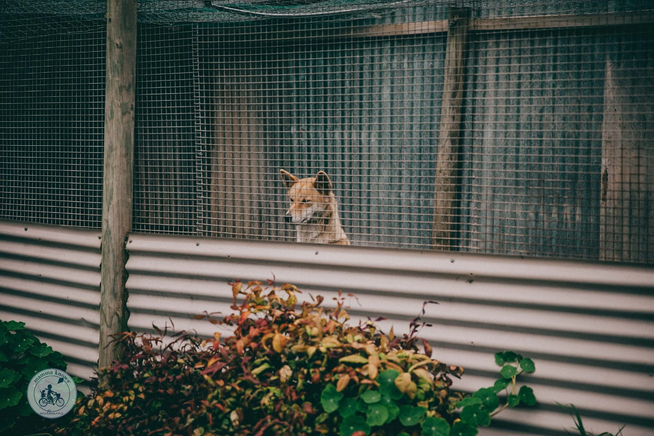 Dingo Encounters at The Dingo Discovery Sanctuary, Melton