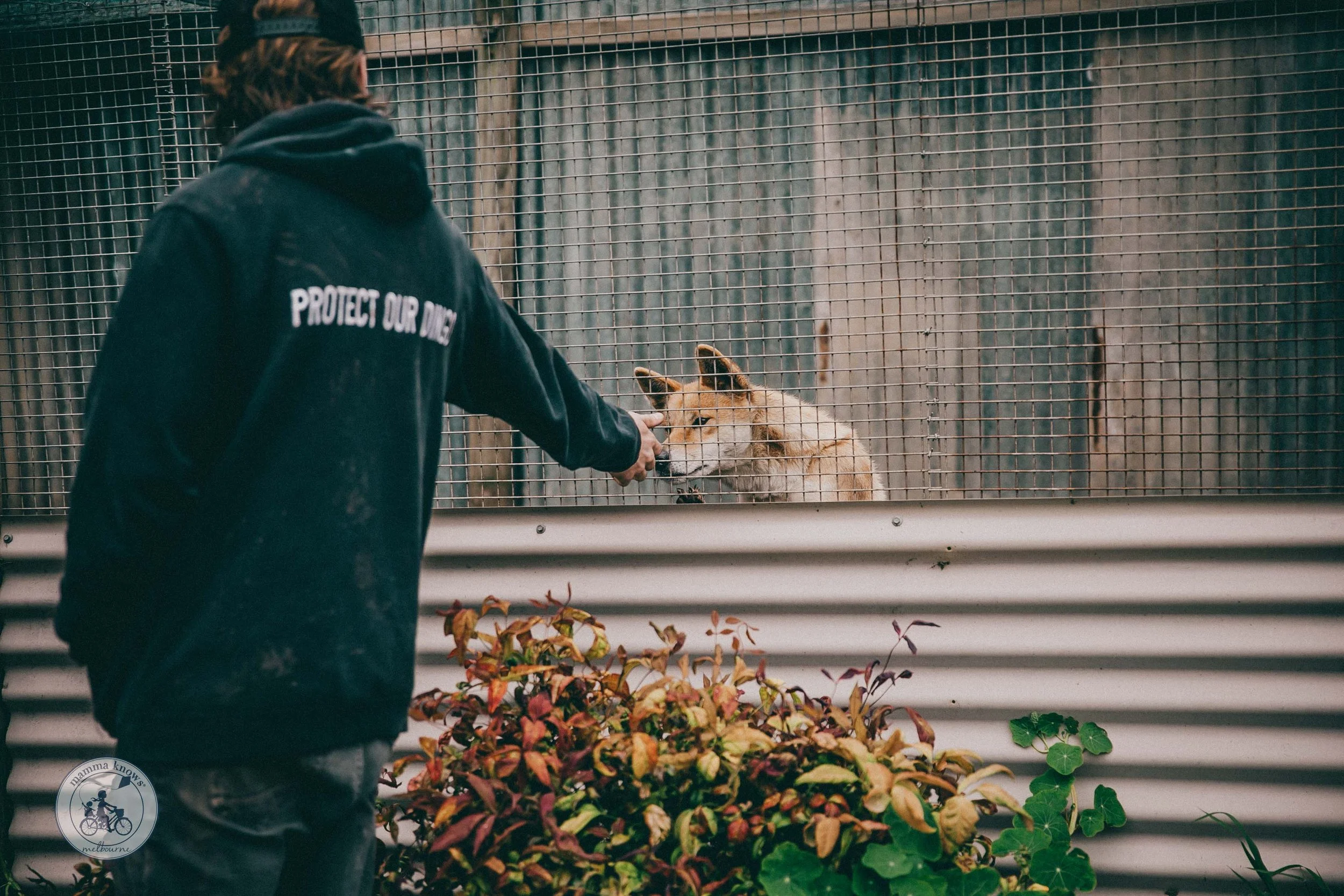Dingo Encounters at The Dingo Discovery Sanctuary, Melton