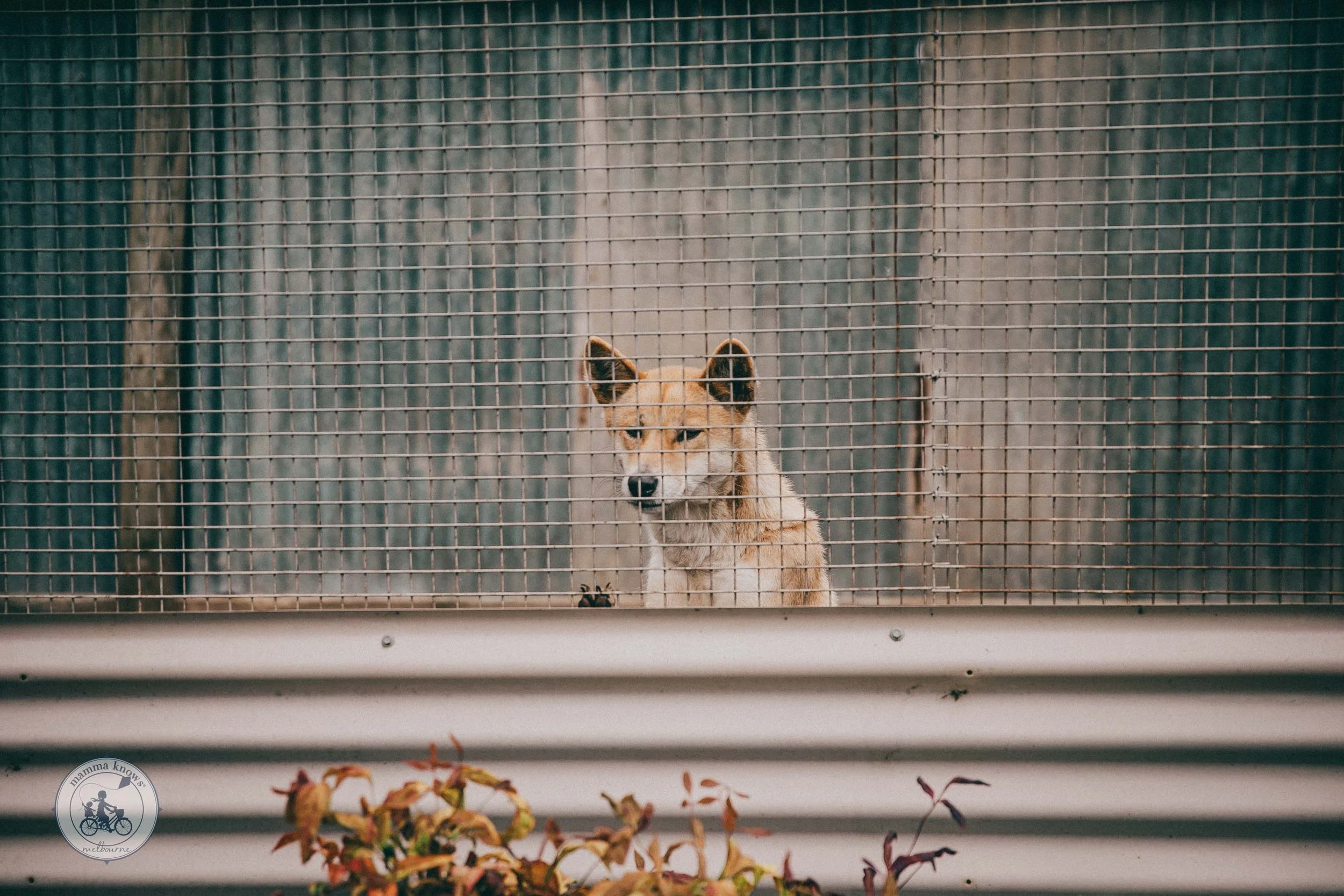Dingo Encounters at The Dingo Discovery Sanctuary, Melton